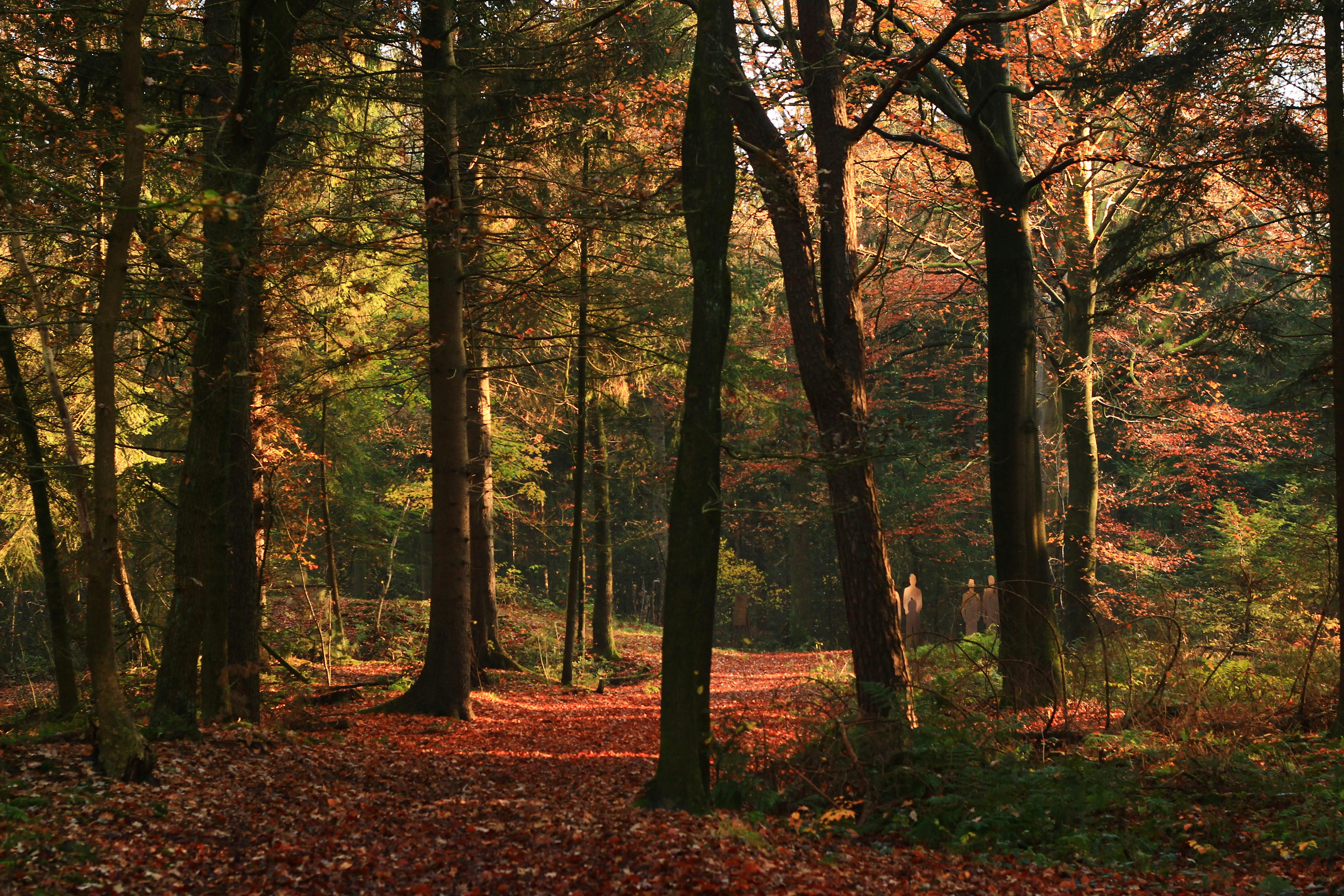 Scenic View of Forest · Free Stock Photo