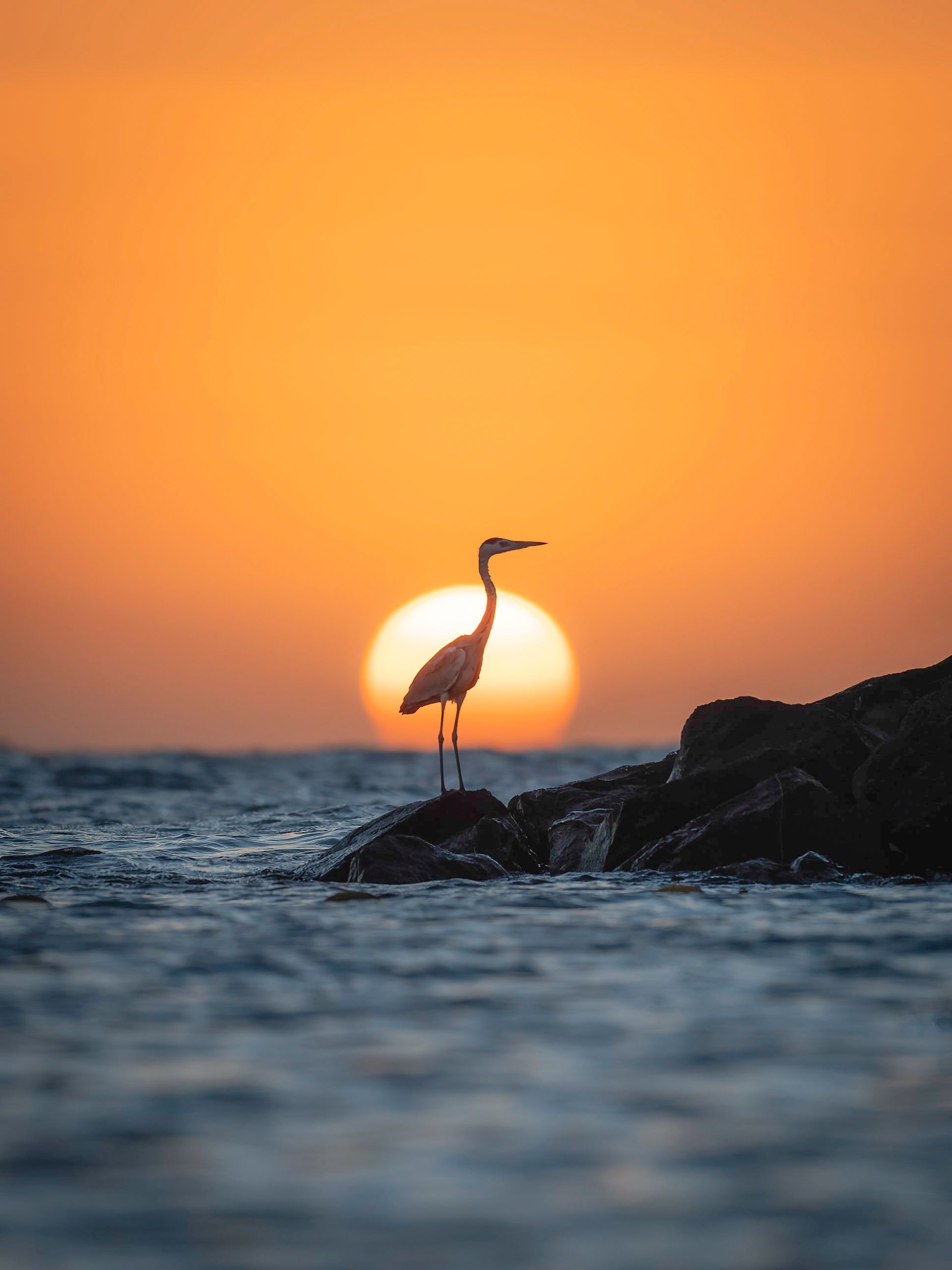 Bird on Sea Shore at Sunset · Free Stock Photo