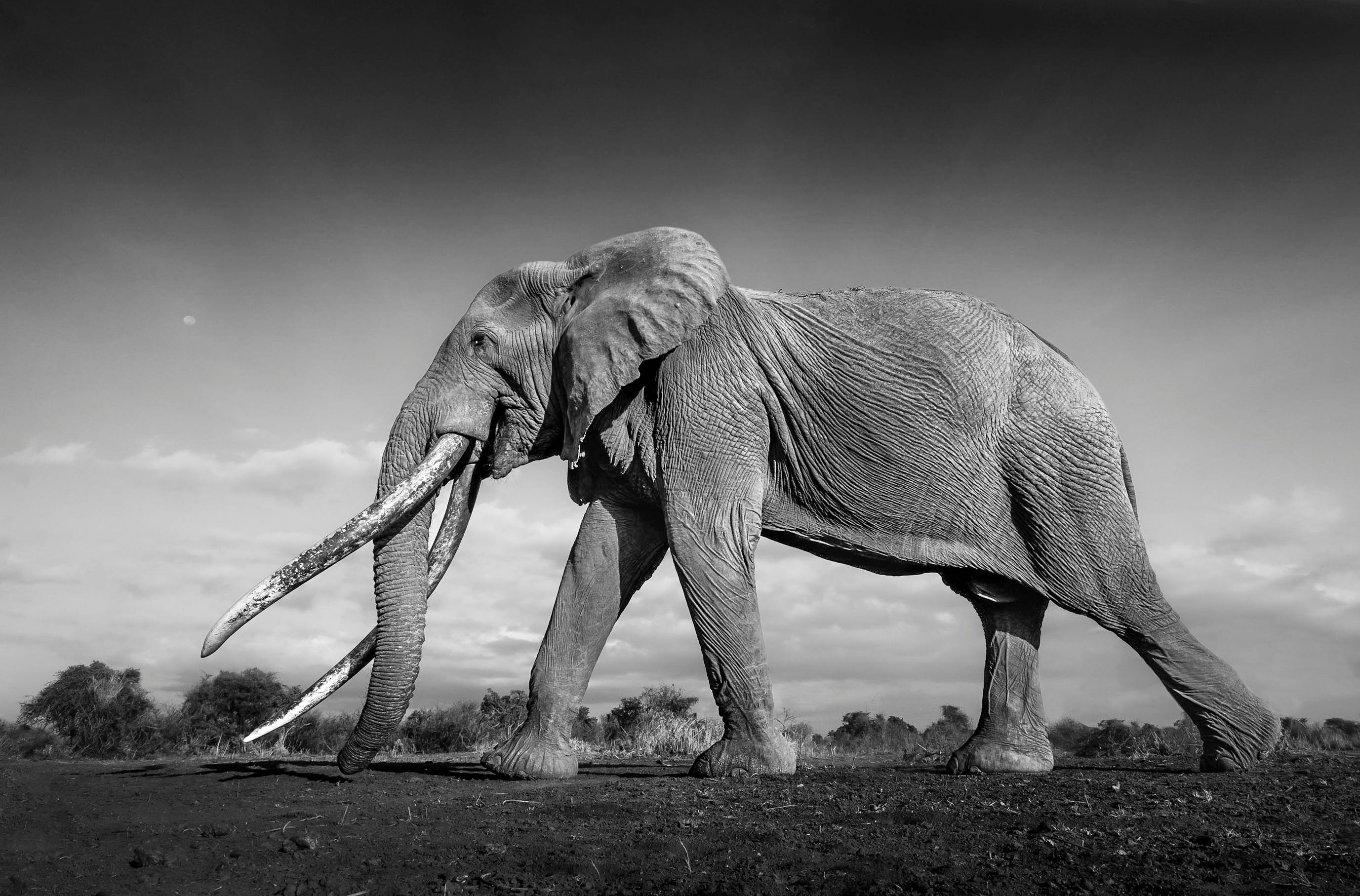 Grande Elefante Africano · Foto profissional gratuita