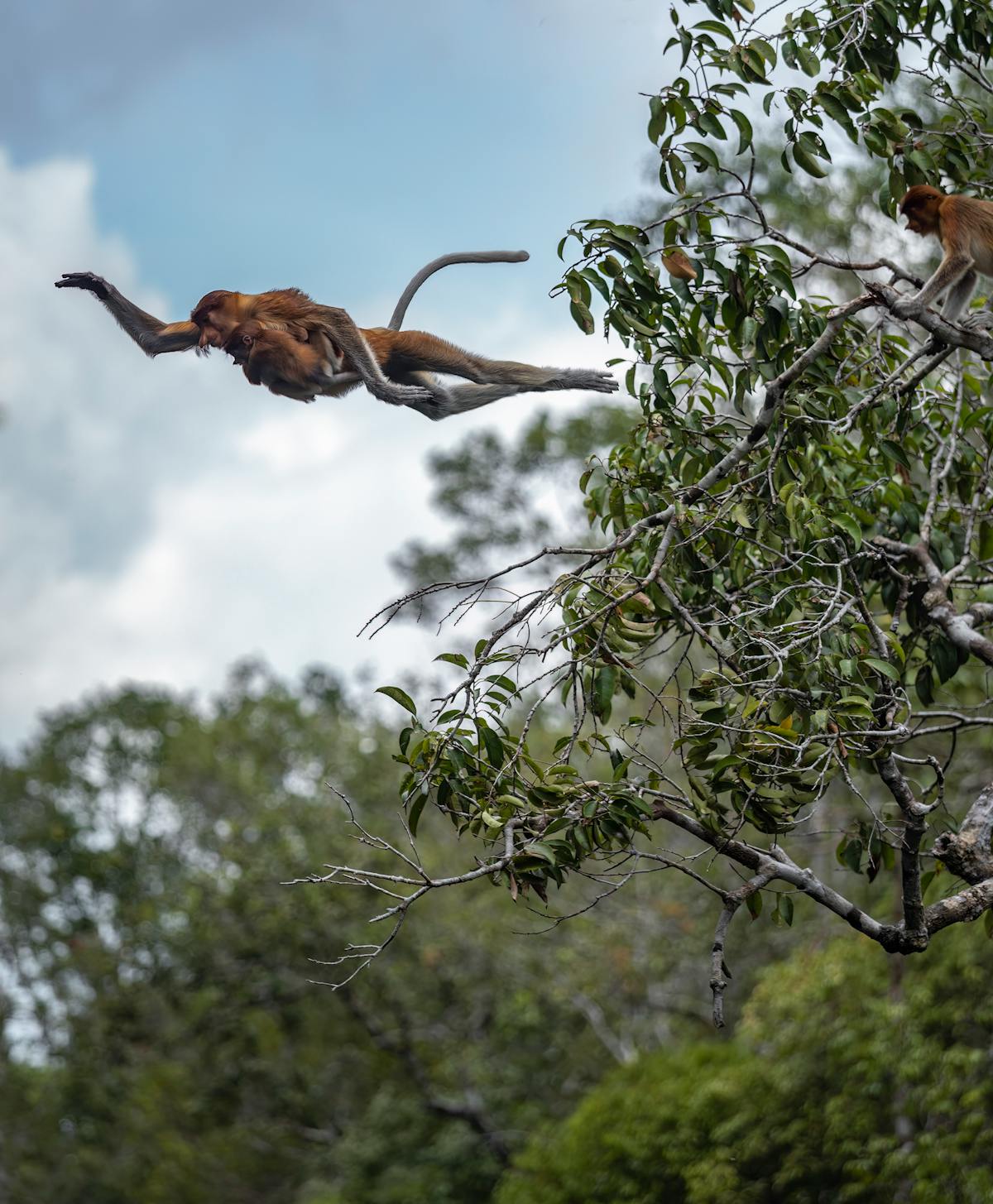 Monkey Jumping Photos, Download The BEST Free Monkey Jumping Stock ...