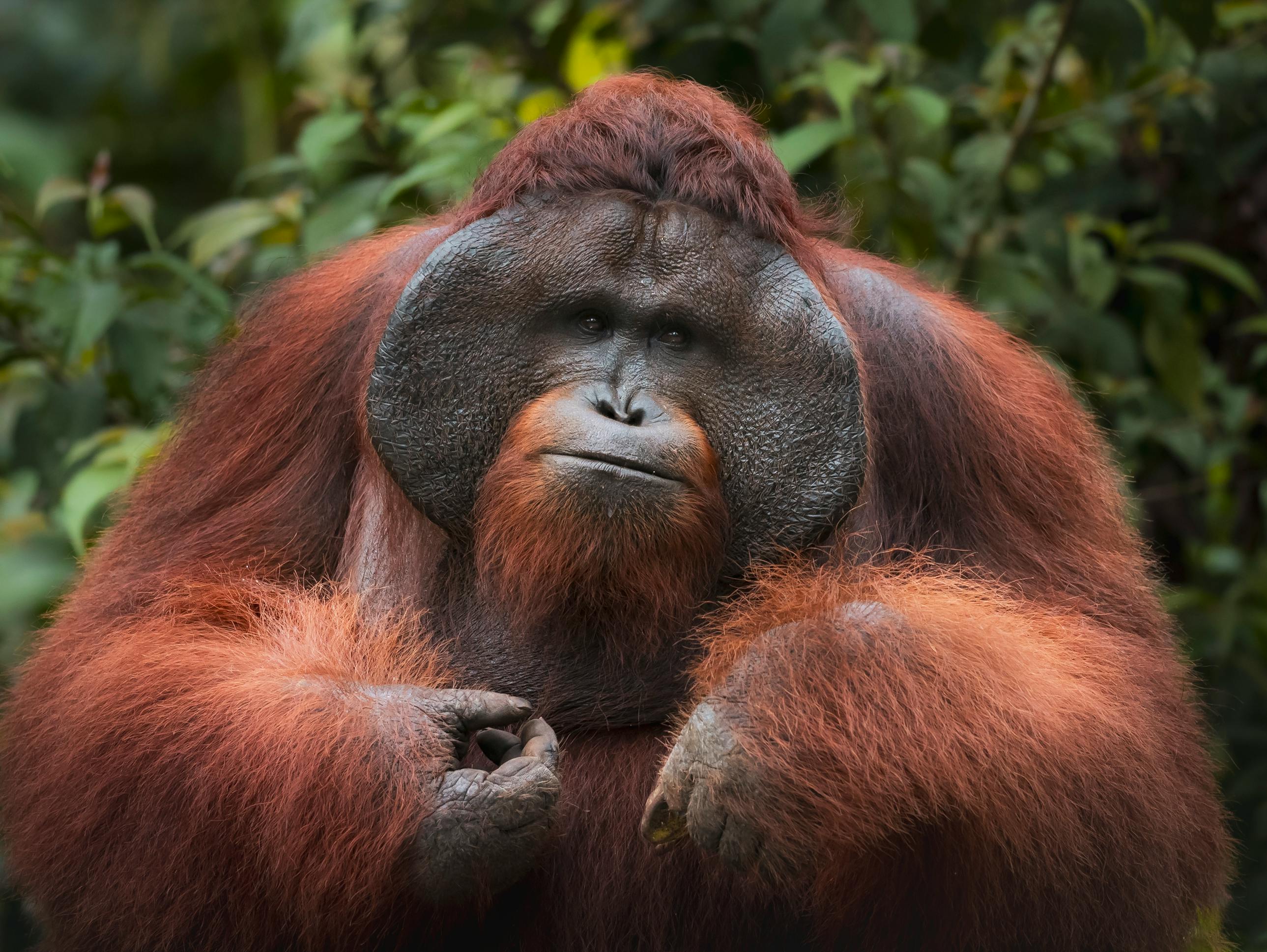 Portrait of Orangutan · Free Stock Photo