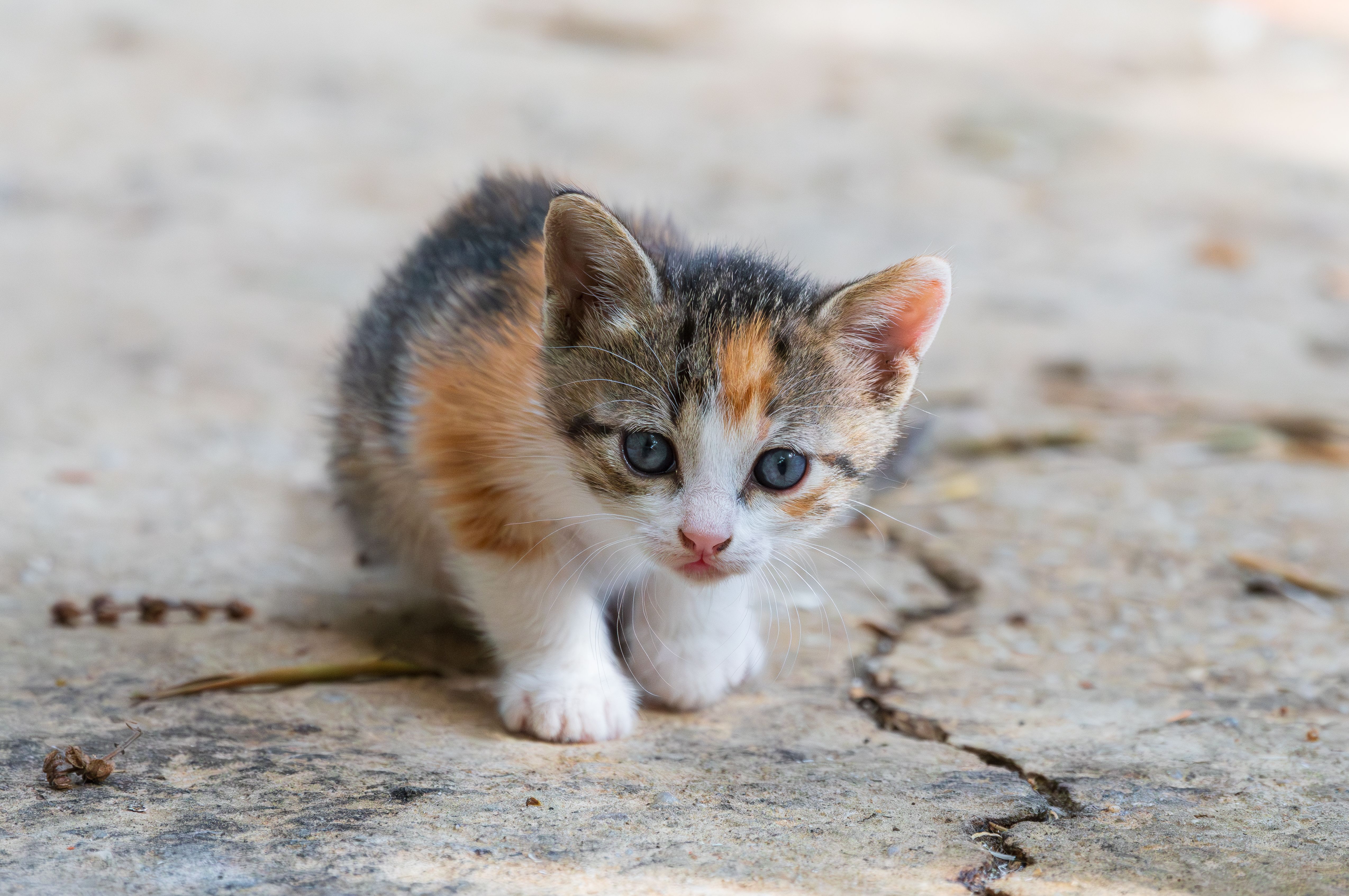 Gratis stockfoto van @buitenshuis, aanbiddelijk, beest, calico ...