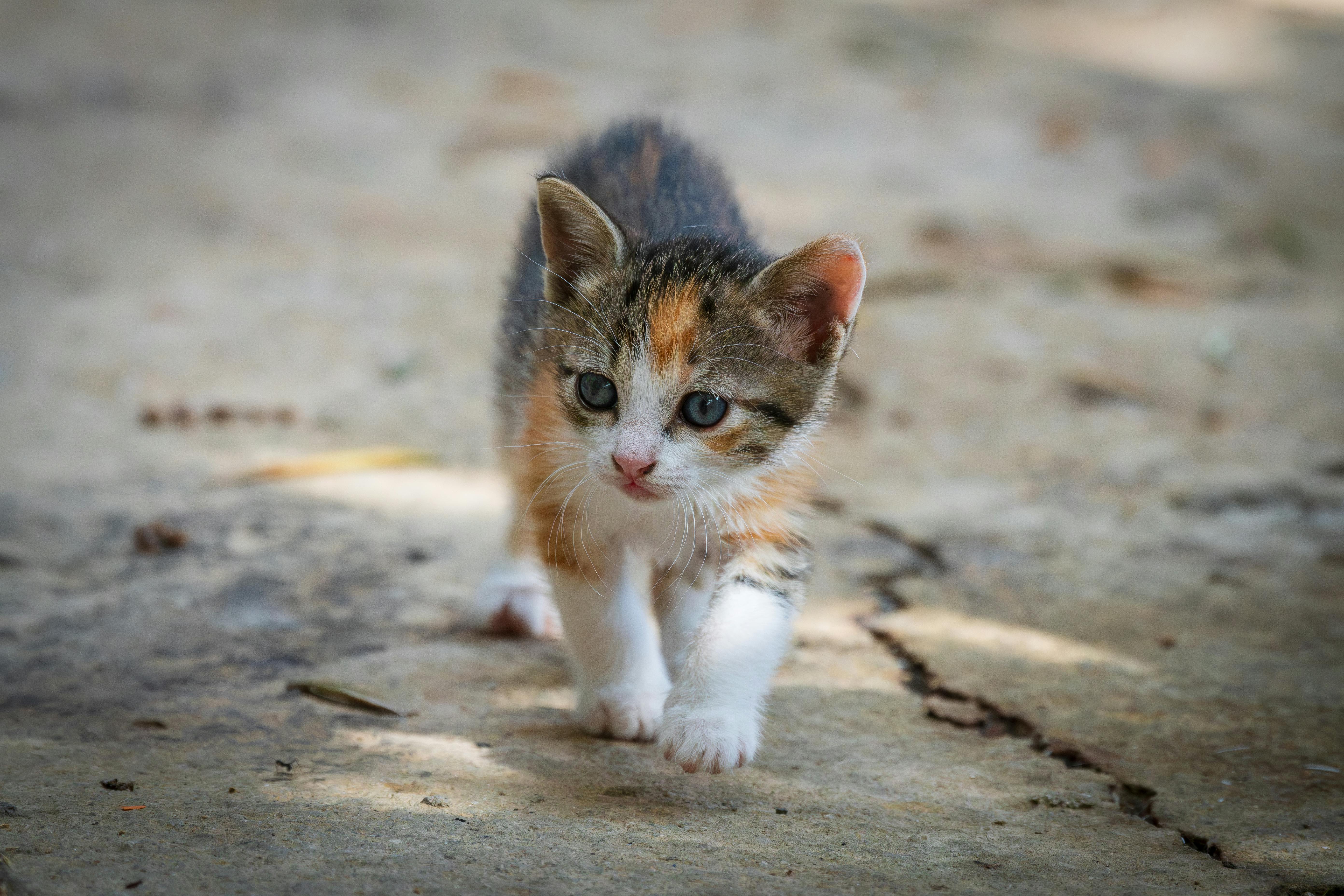 Portrait of a Cute Kitten Walking Outdoors · Free Stock Photo