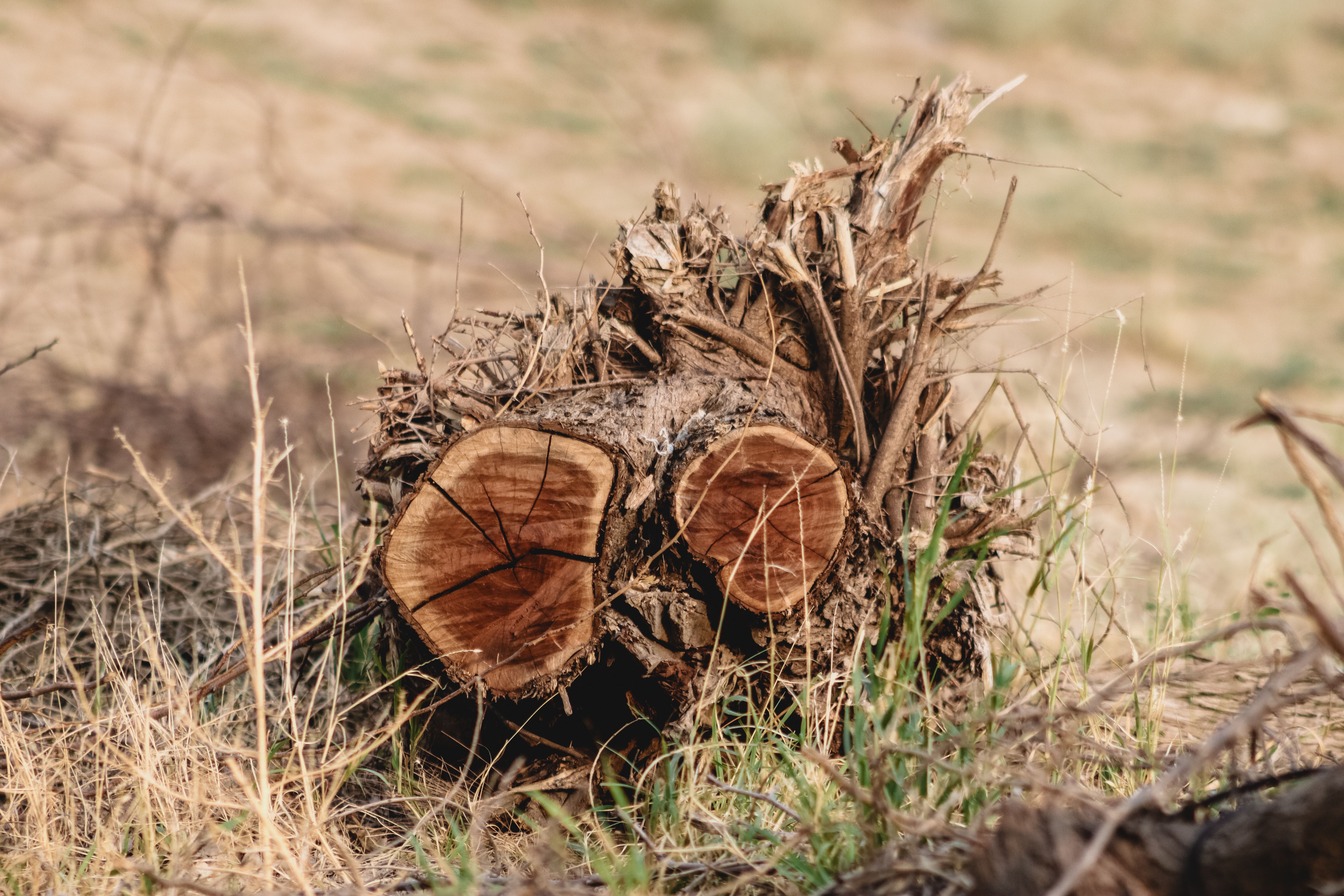 A tree stump with two holes in it · Free Stock Photo