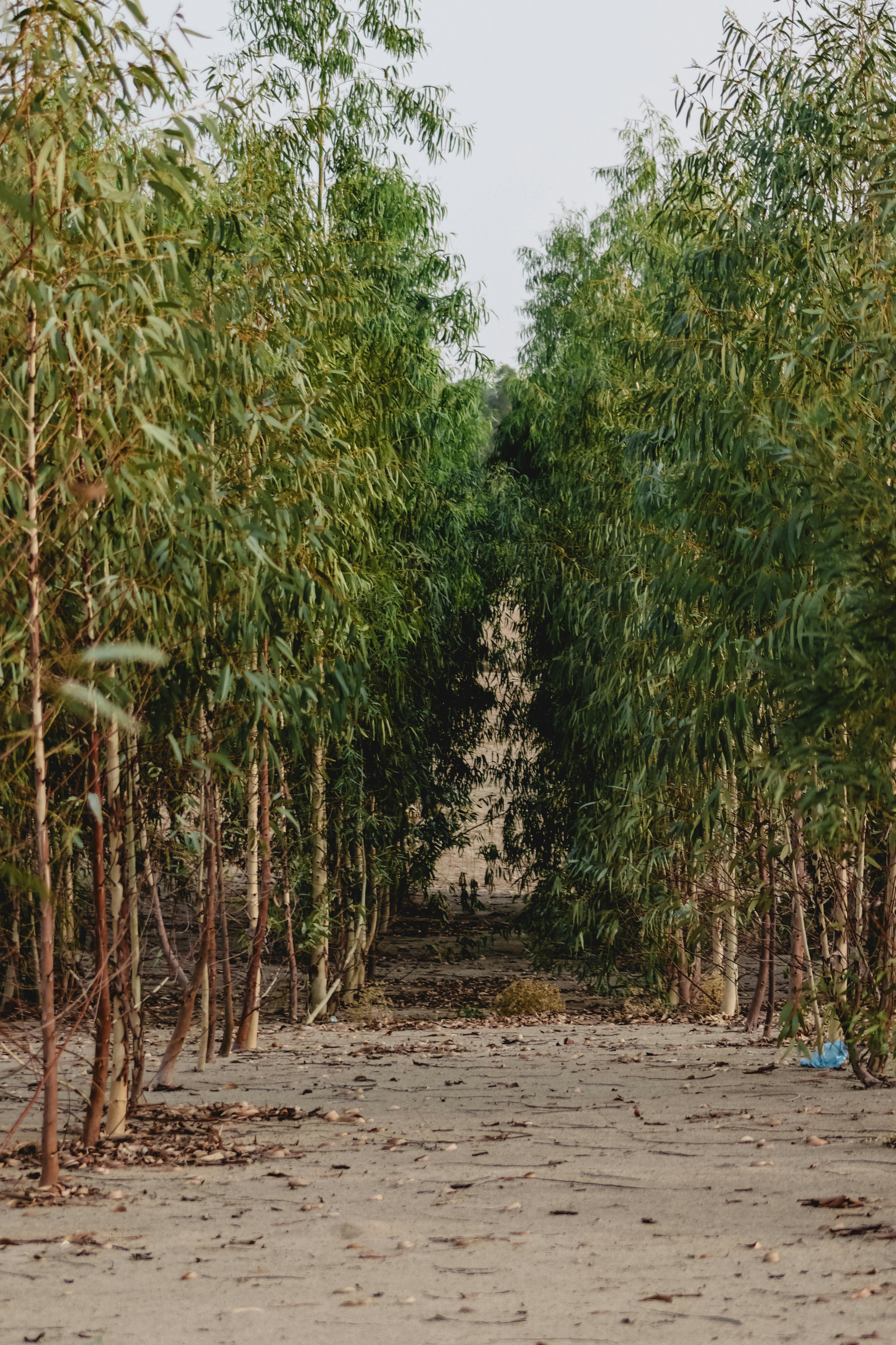 A Sandy Walkway between Green Trees · Free Stock Photo