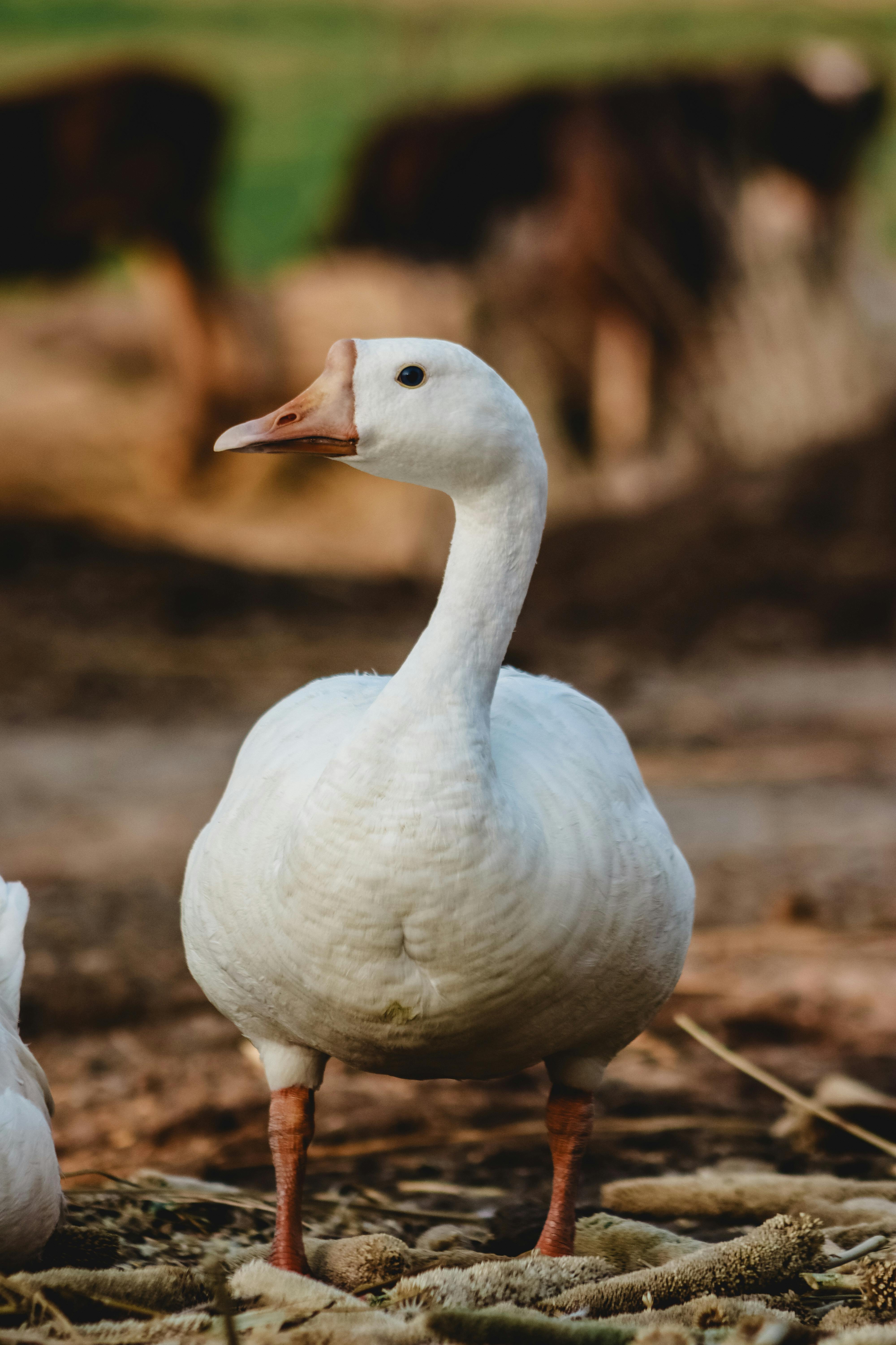 White Duck on Farm · Free Stock Photo