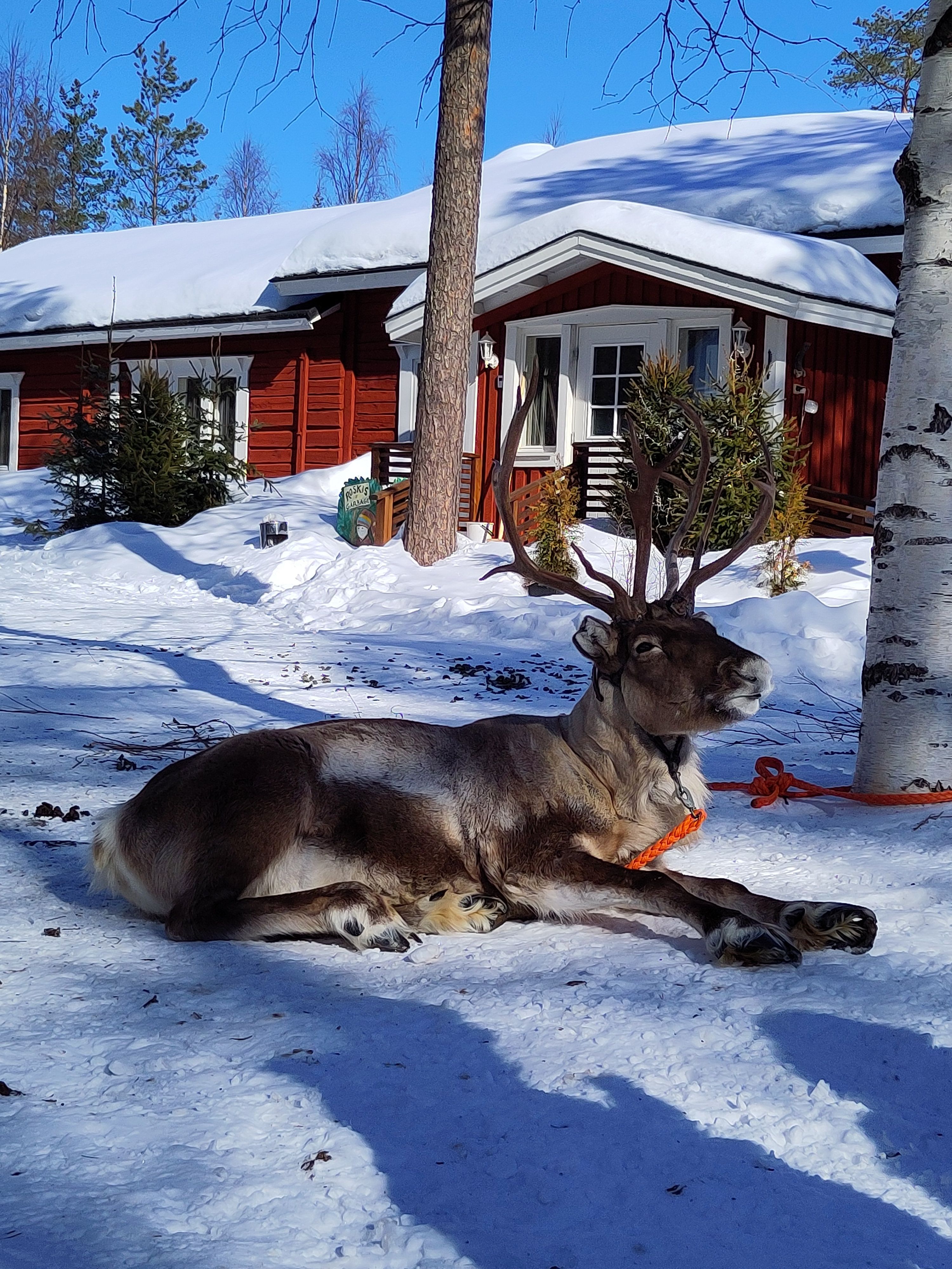 Reindeer in Front of House Covered with Snow · Free Stock Photo