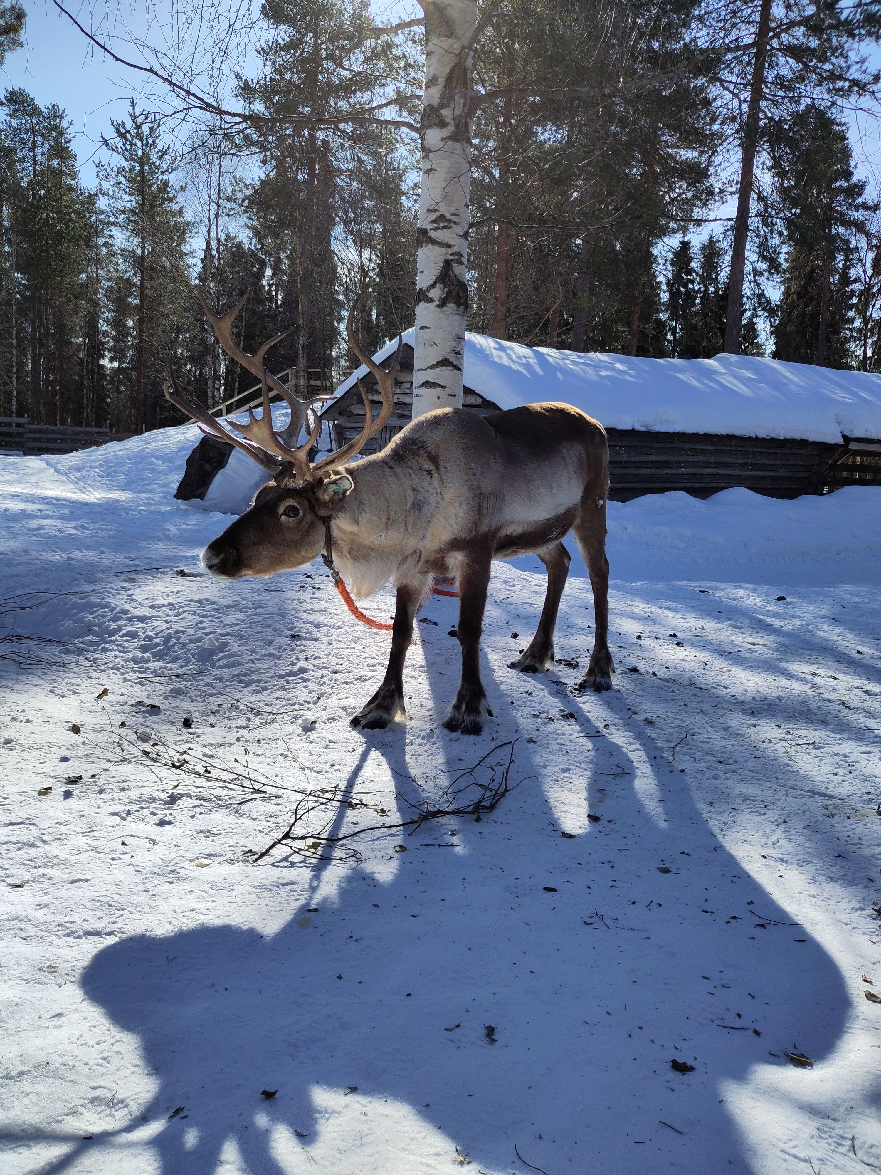 Finnish Forest Reindeer · Free Stock Photo