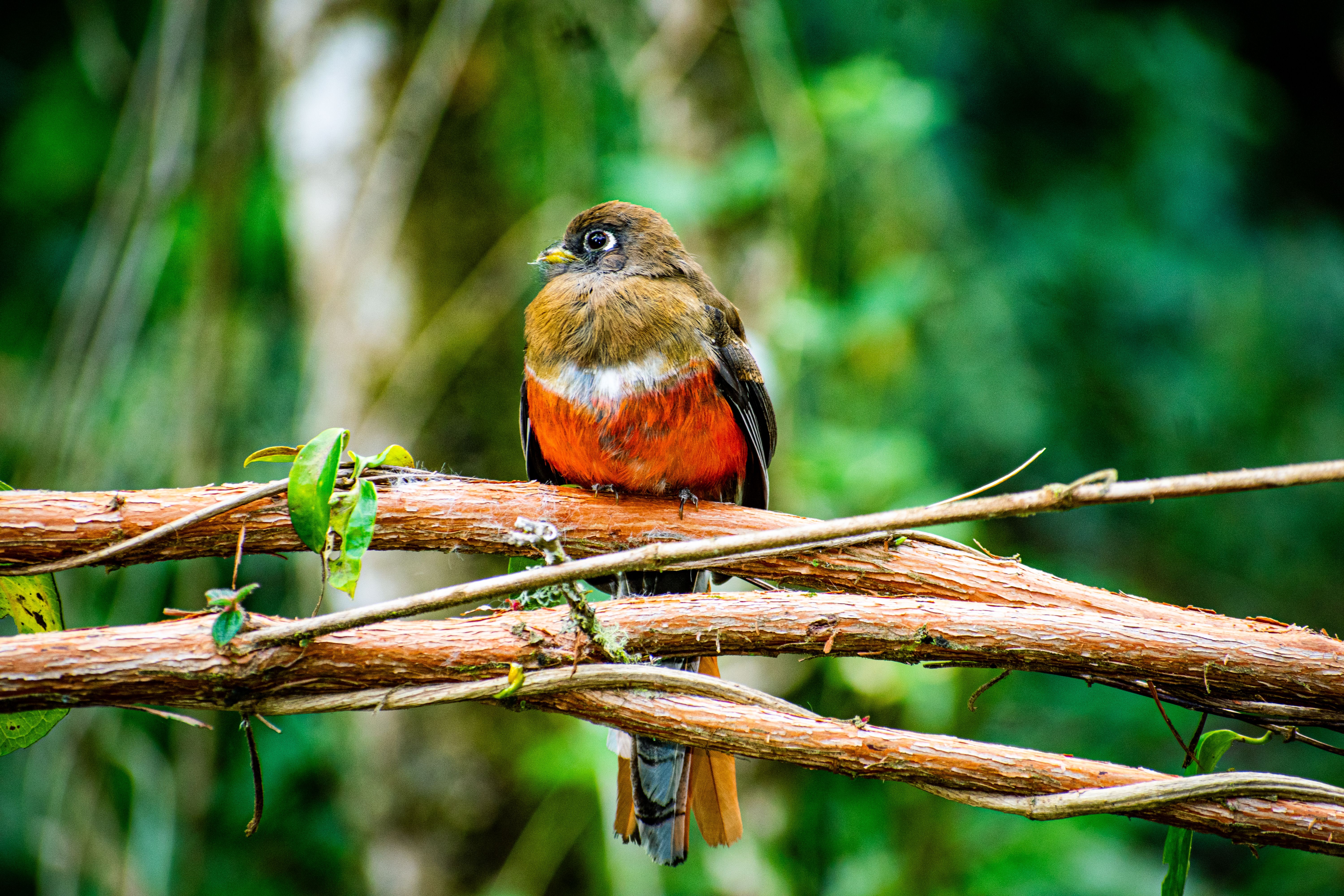 57.845+ Fotos y Imágenes de Diora bird Gratis · Banco de Fotos Gratis