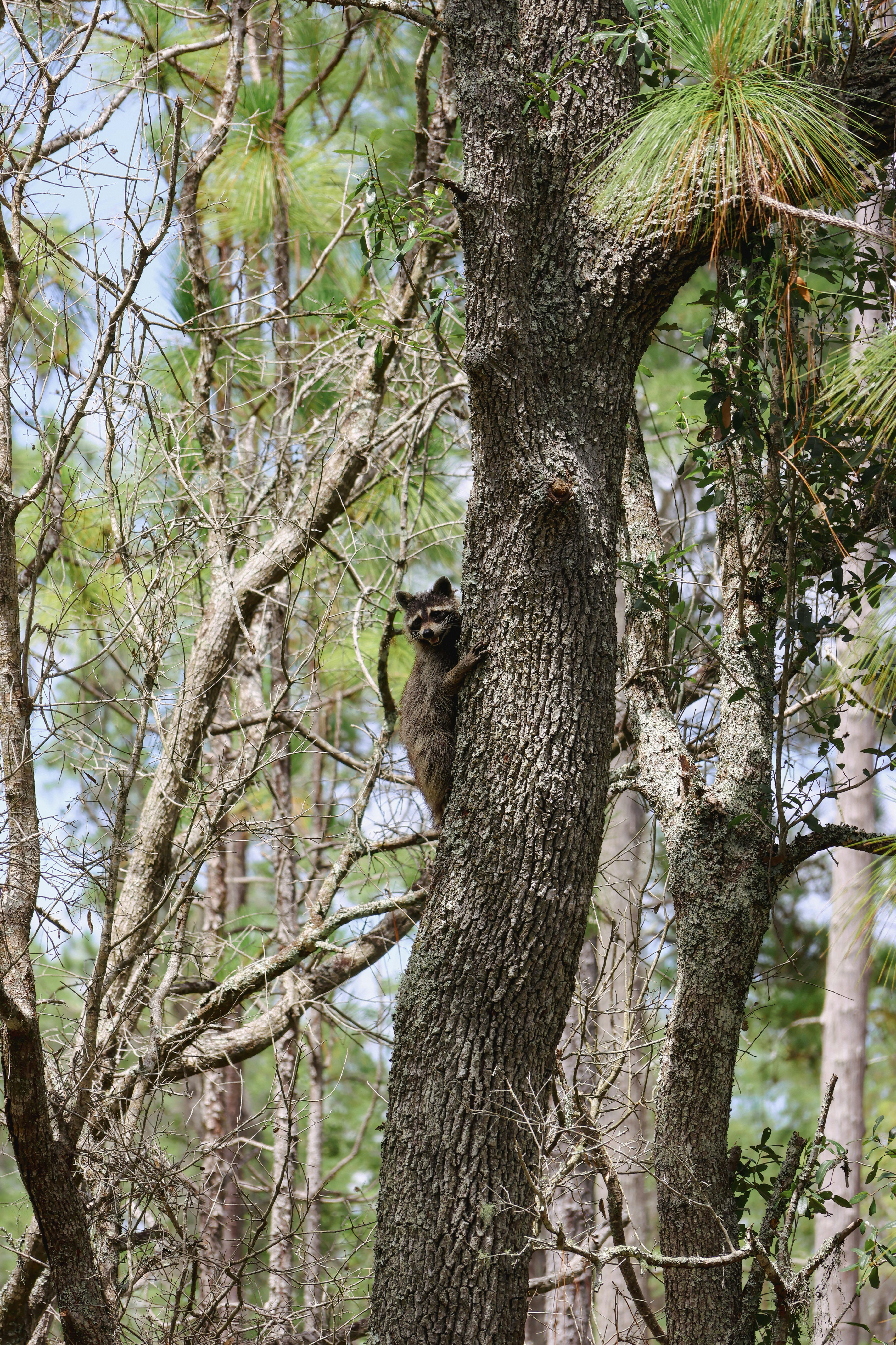 Raccoon Climbing Tree · Free Stock Photo