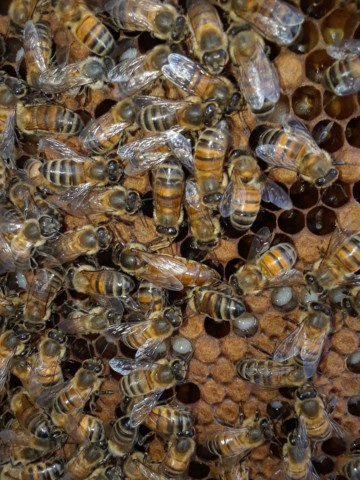 Queen Bee Photos, Download The BEST Free Queen Bee Stock Photos & HD Images