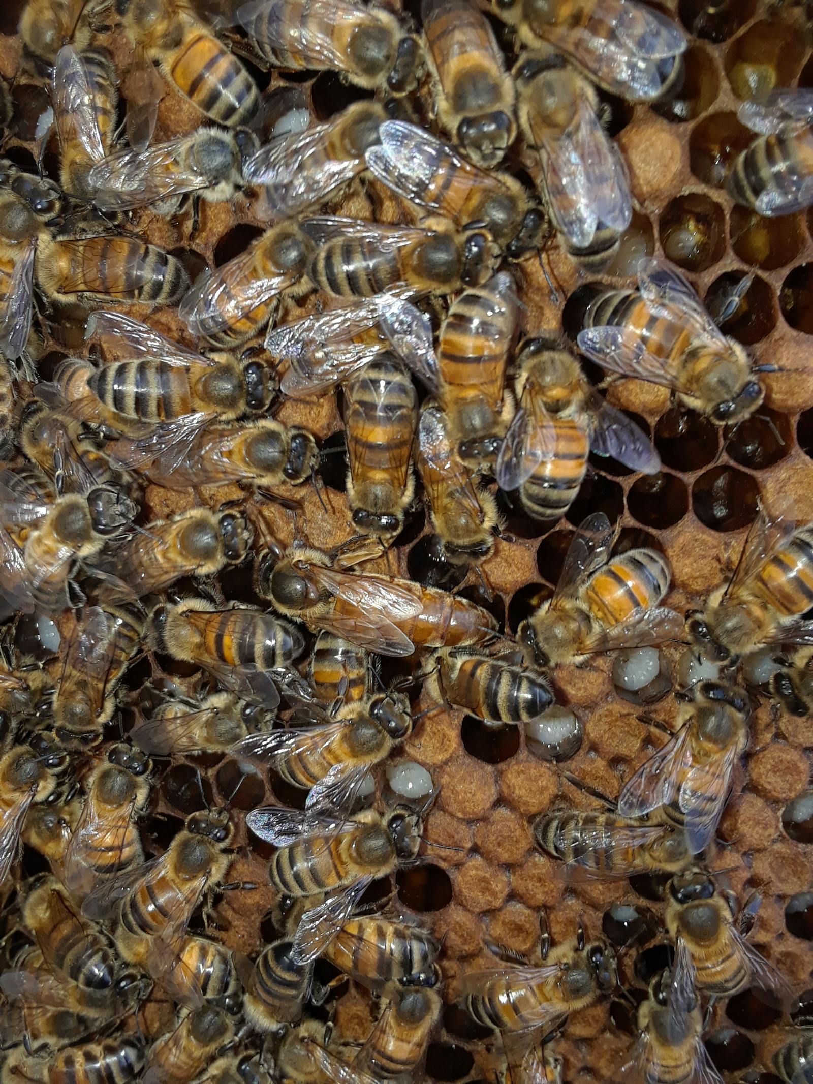 Bees Wax Photos, Download The BEST Free Bees Wax Stock Photos & HD Images