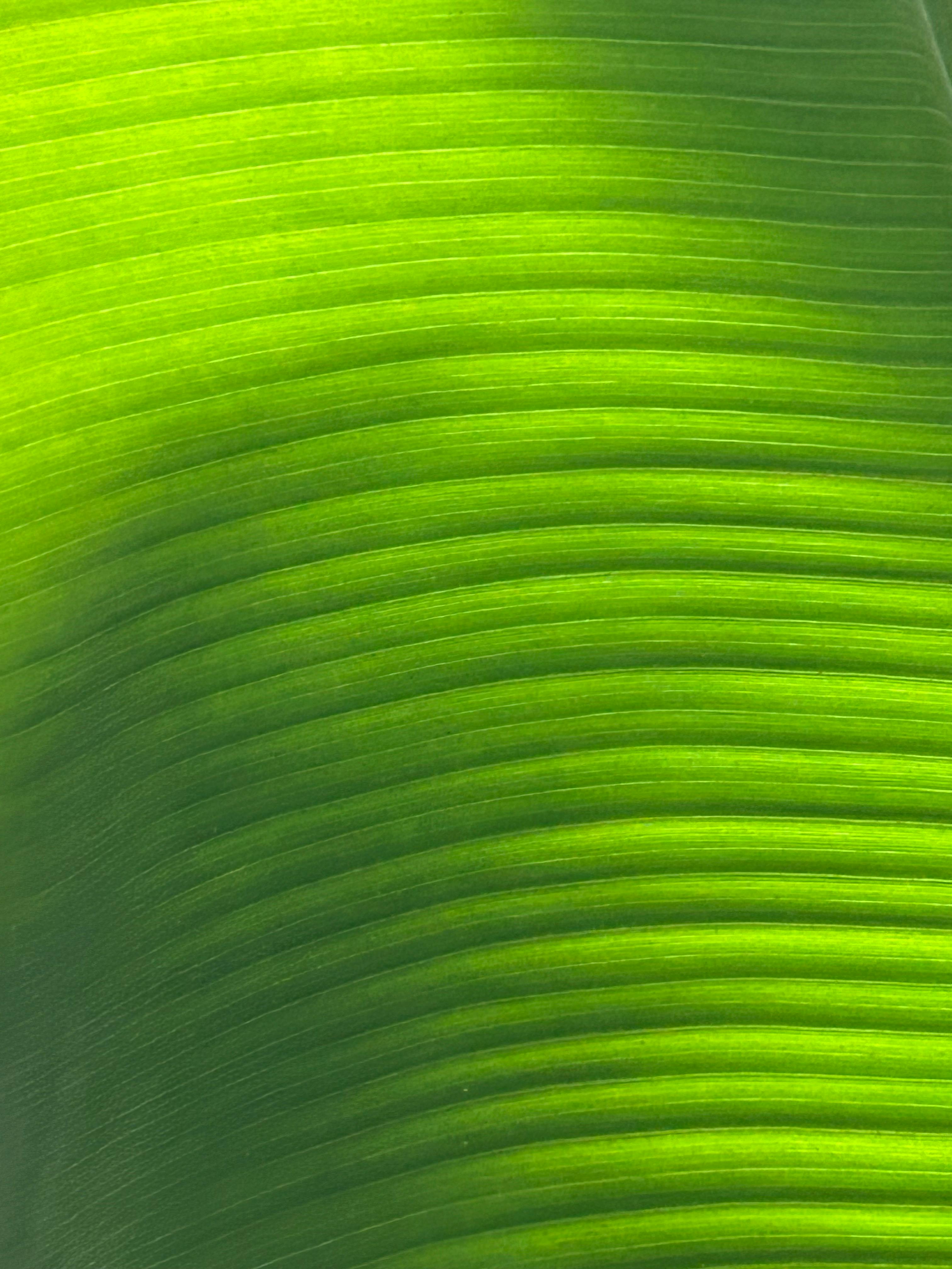 Green Leaf Fibres · Free Stock Photo