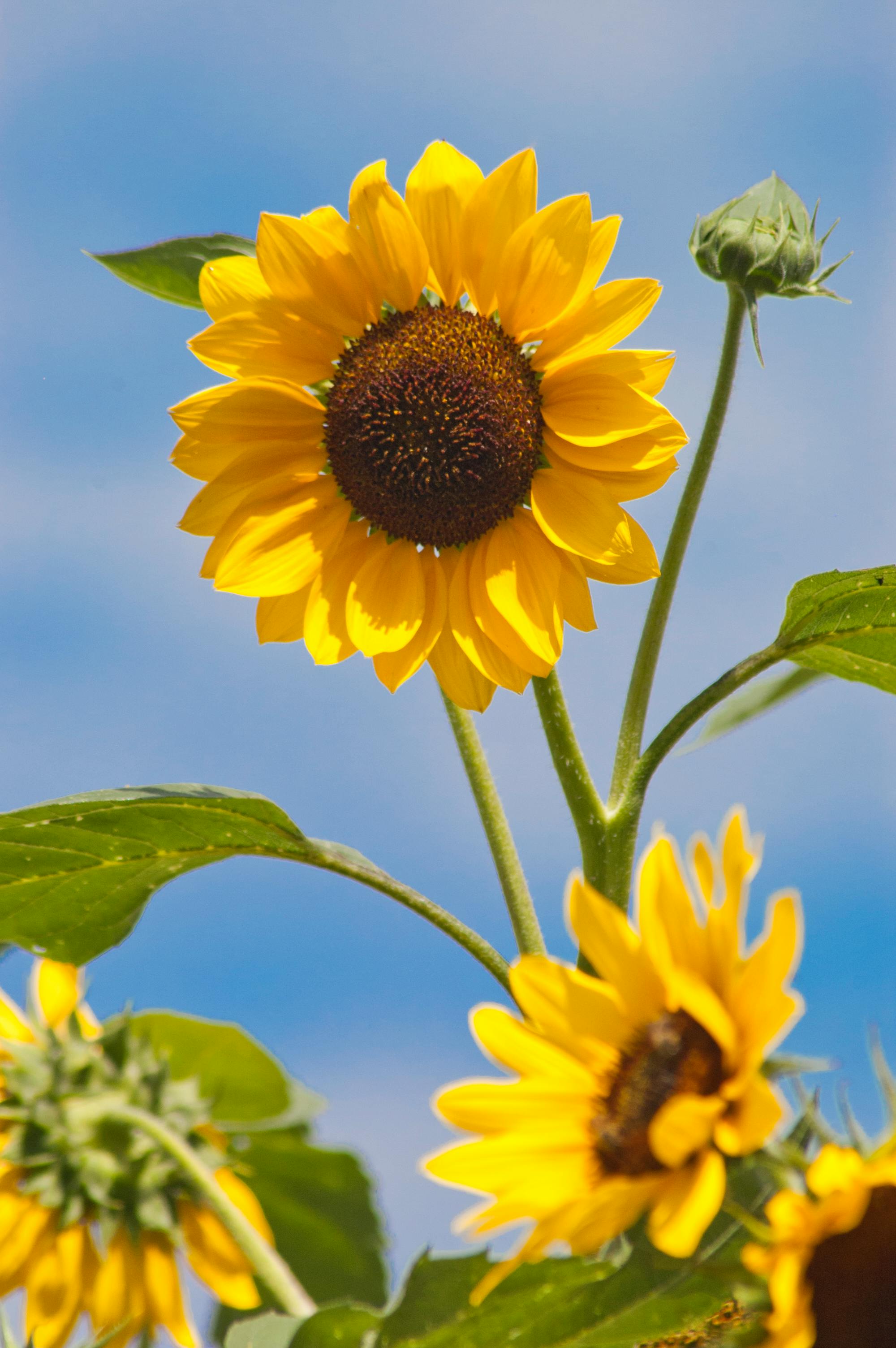 Close-up Photo of Sunflower Field · Free Stock Photo