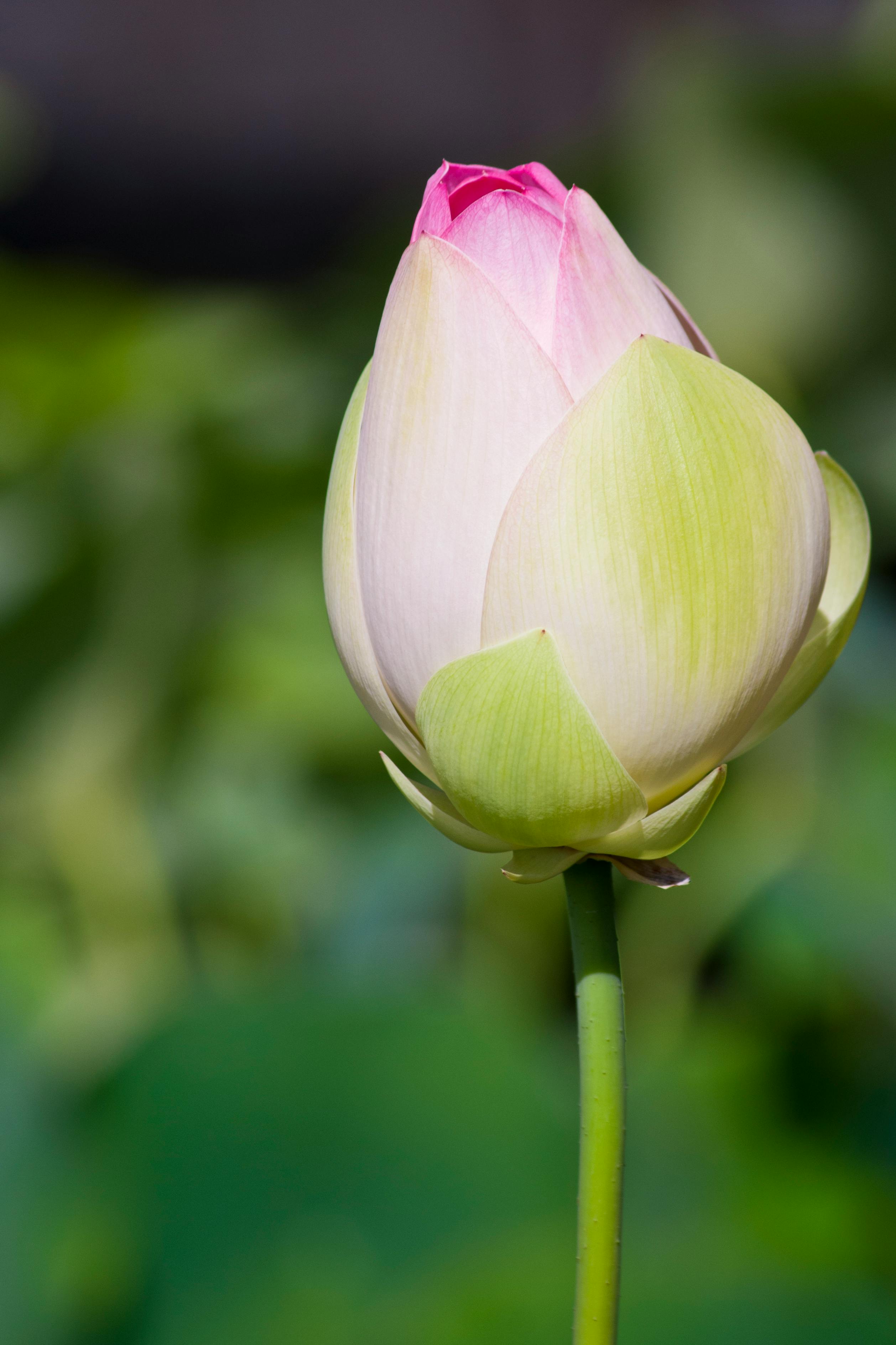 Close-up Photography of Lotus · Free Stock Photo