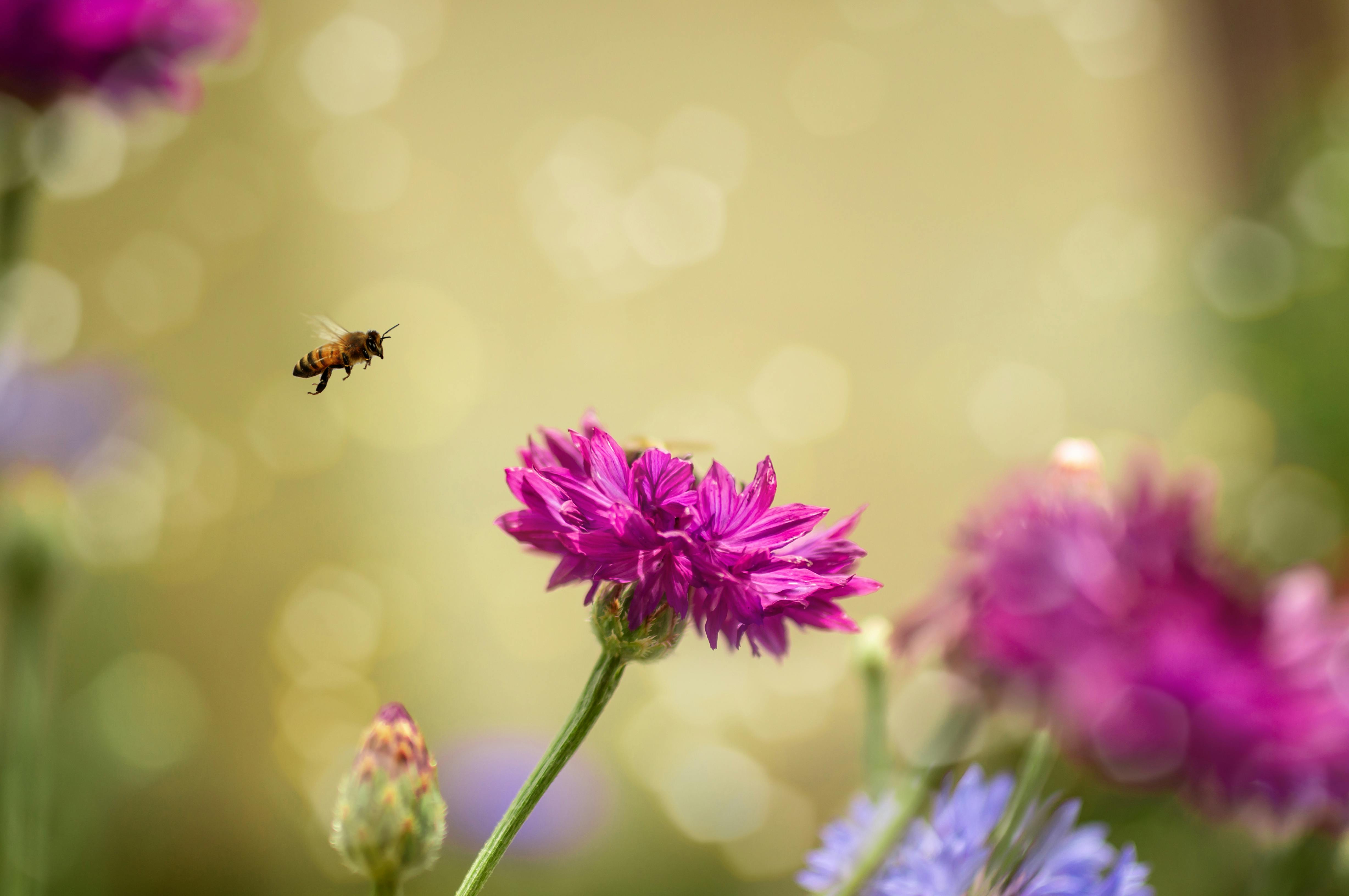 Close-up of a Bee Flying near a Flower · Free Stock Photo