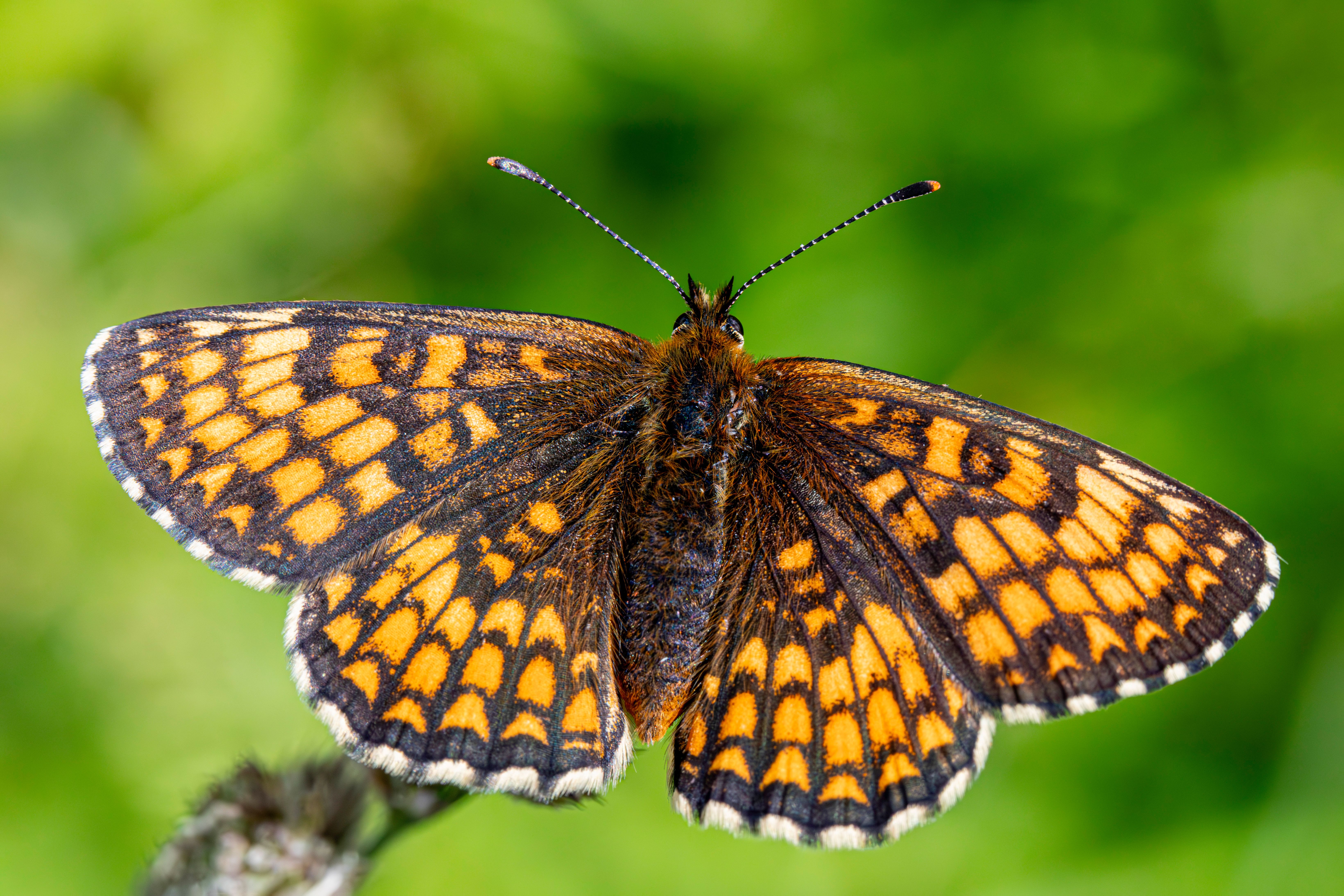 Extreme Close-up of a Butterfly · Free Stock Photo