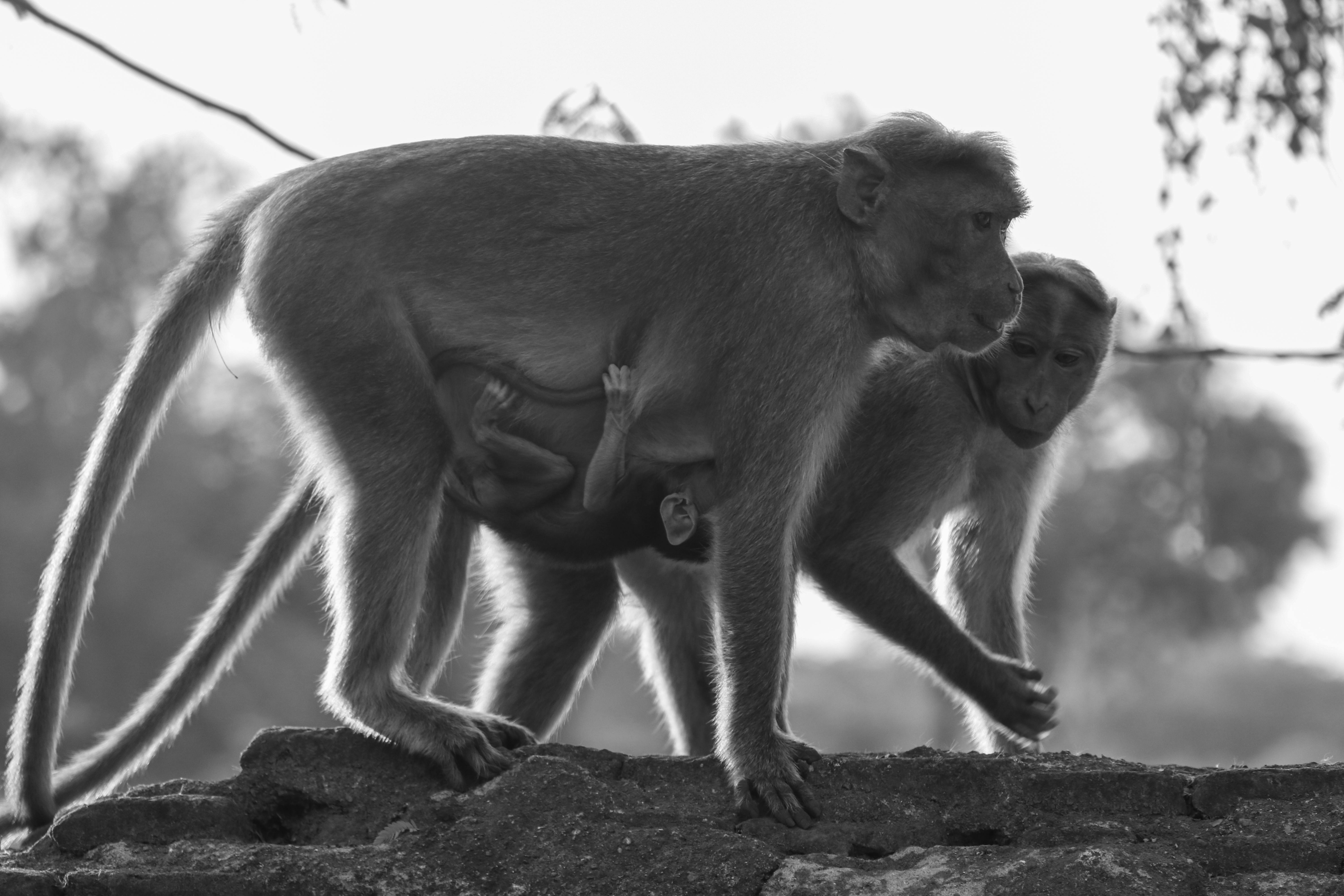 Monkeys on Wooden Pole in Black and White · Free Stock Photo