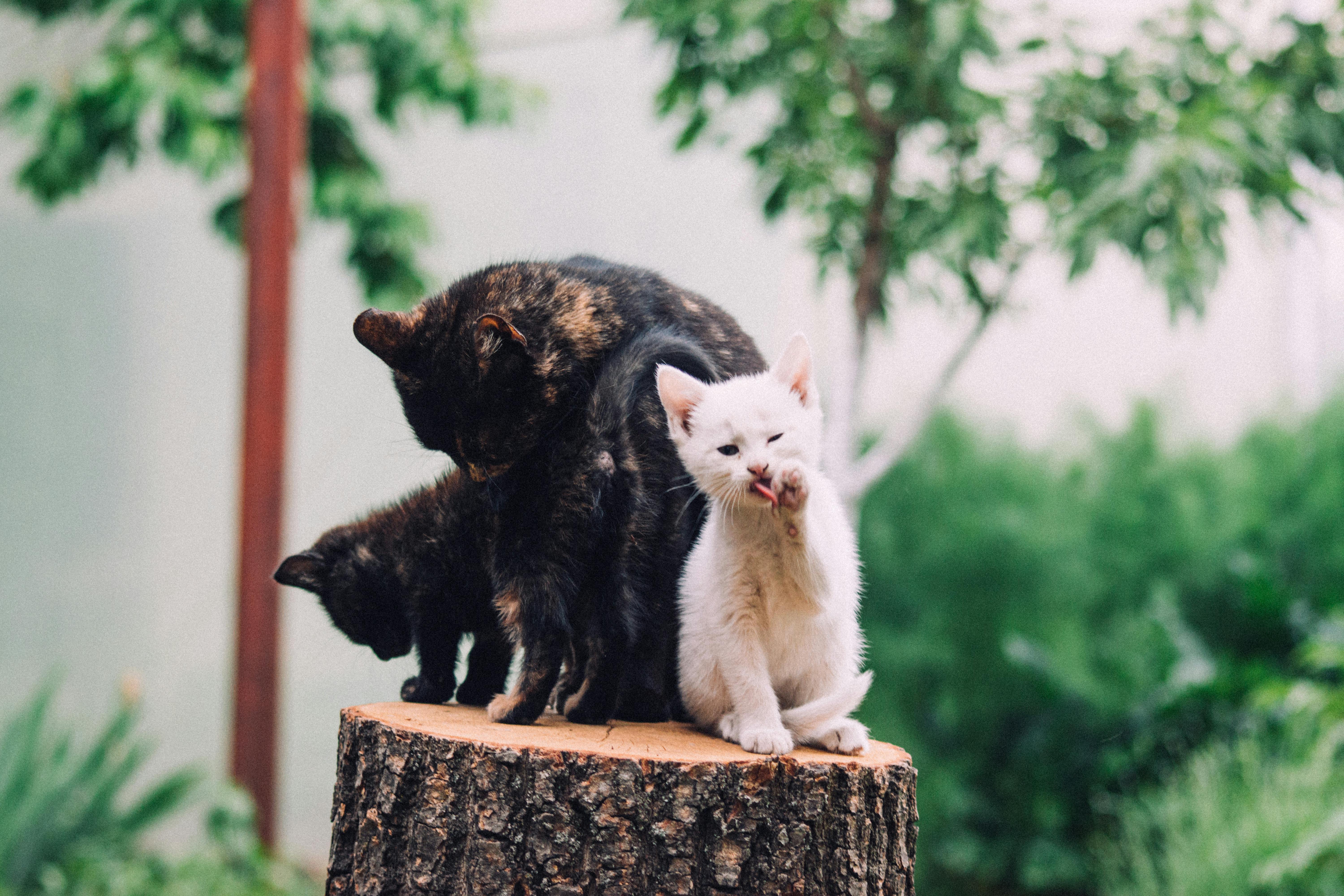 Three cats sitting on a tree stump in the garden · Free Stock Photo