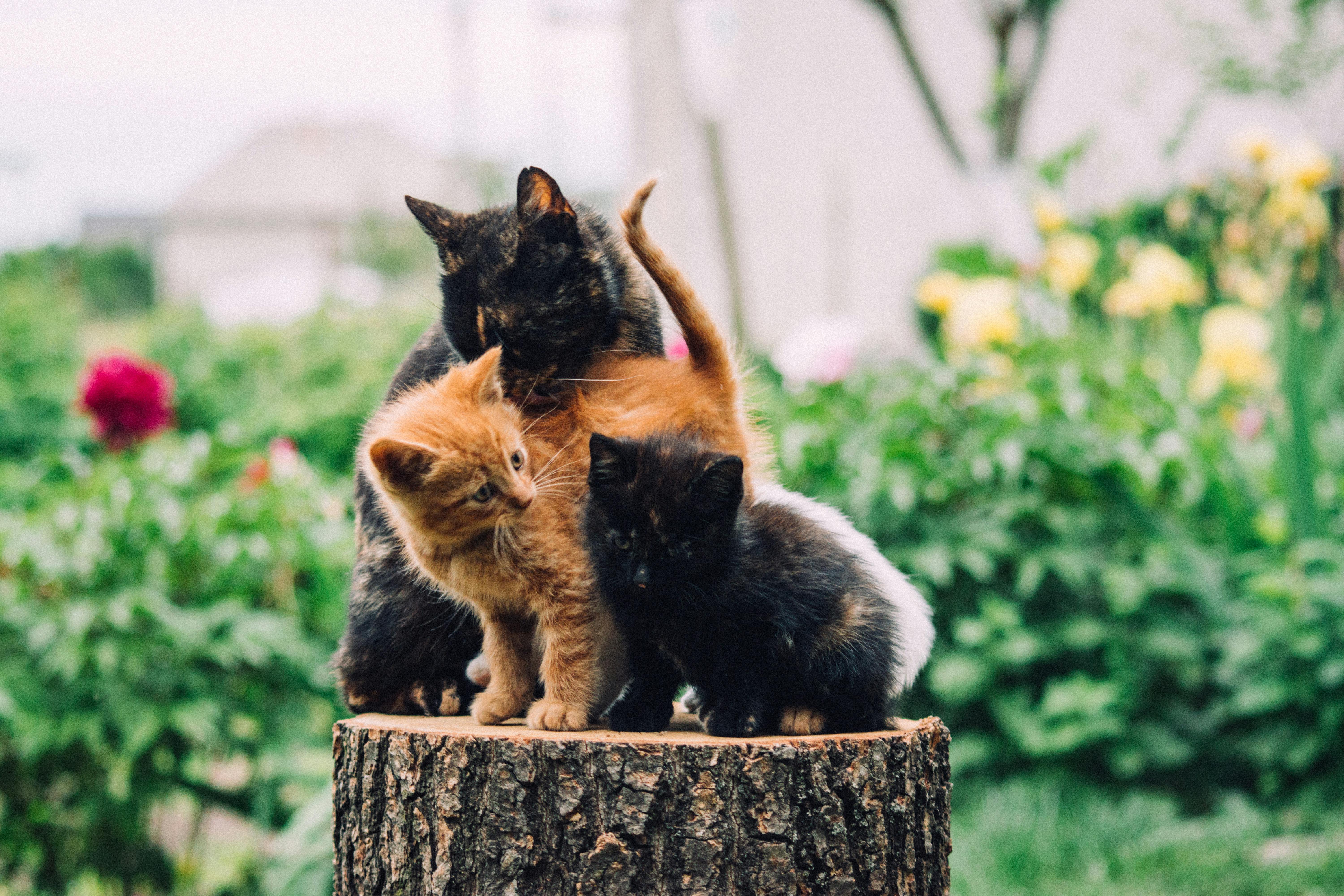 Cats Flowers Photos, Download The BEST Free Cats Flowers Stock Photos ...