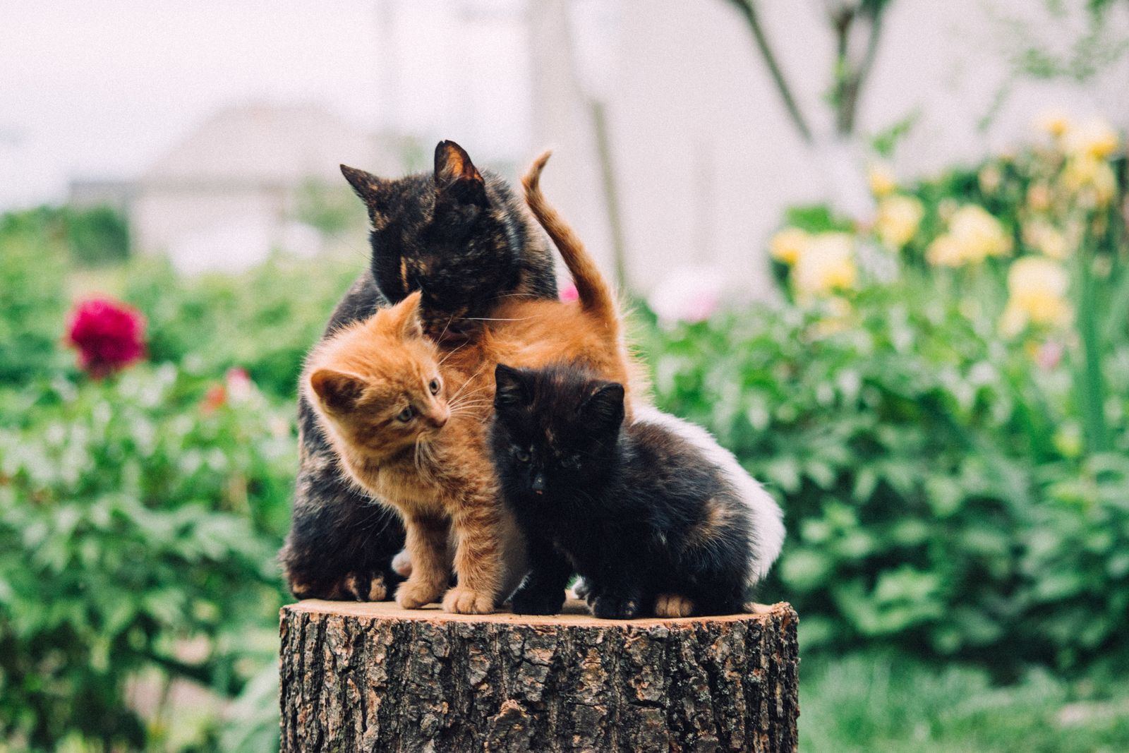 Cats Flowers Photos, Download The BEST Free Cats Flowers Stock Photos ...