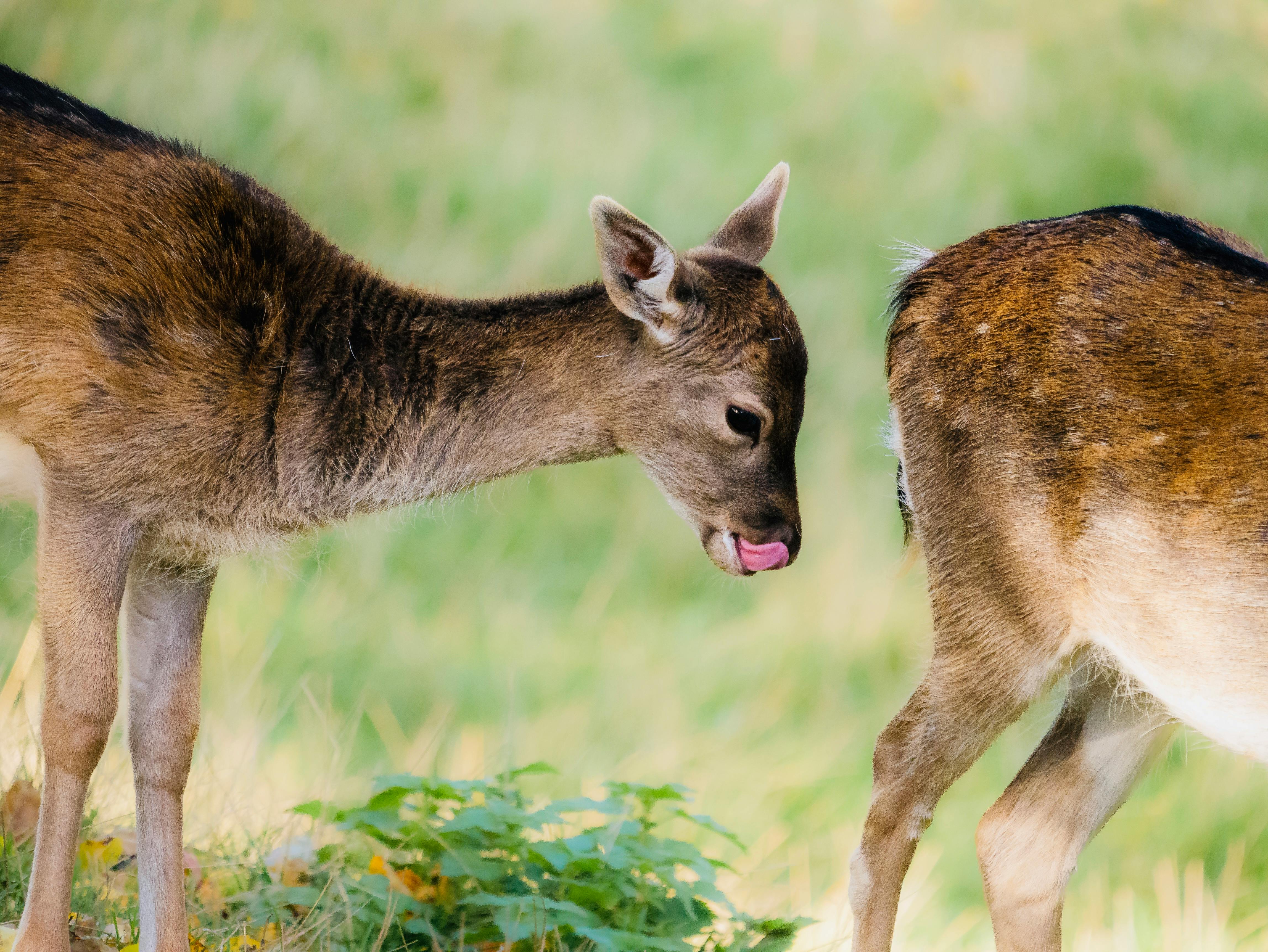 Sonraki Doe Photos, Download The BEST Free Sonraki Doe Stock Photos ...