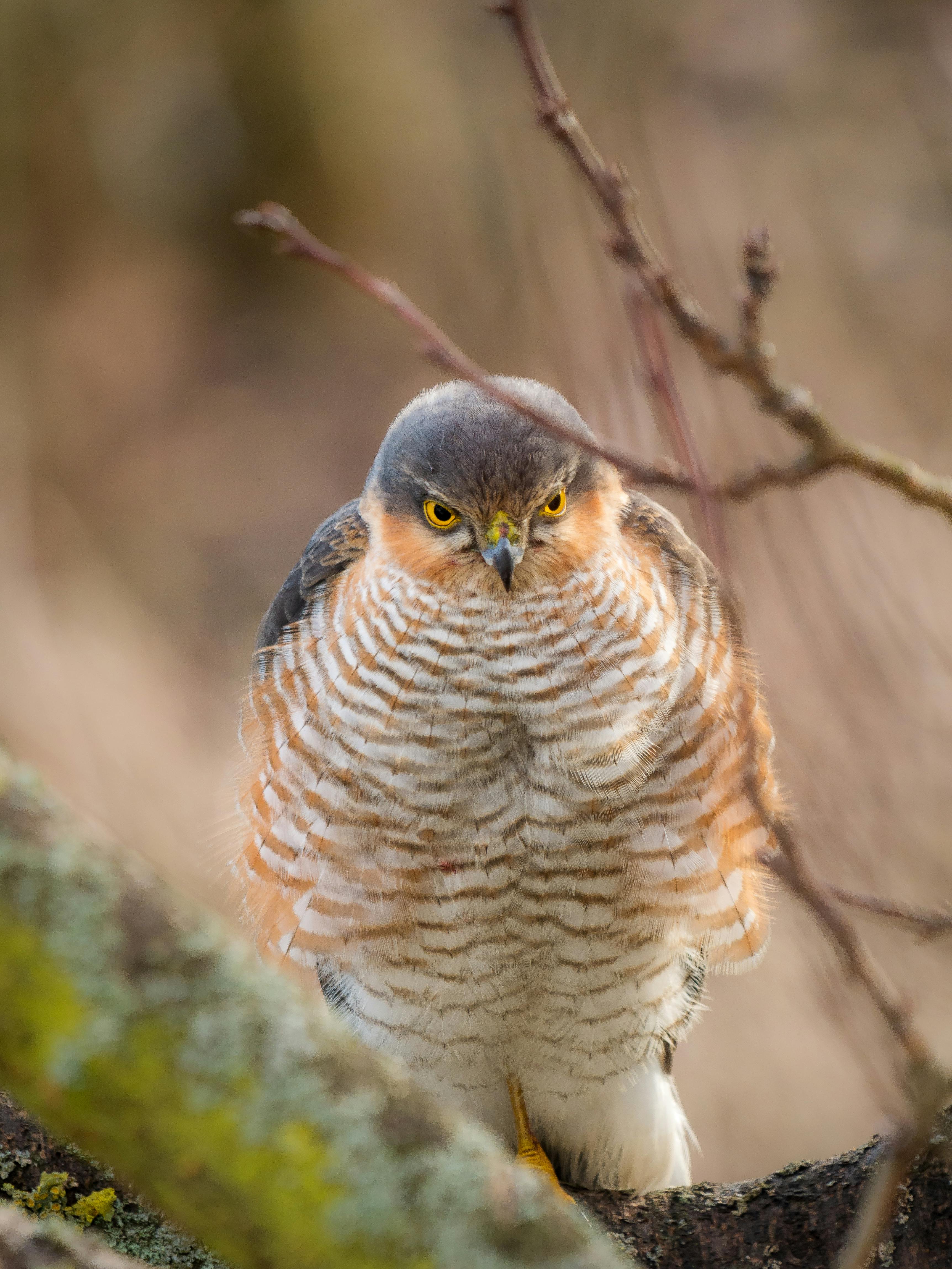 Eurasian Sparrowhawk Bird in Nature · Free Stock Photo