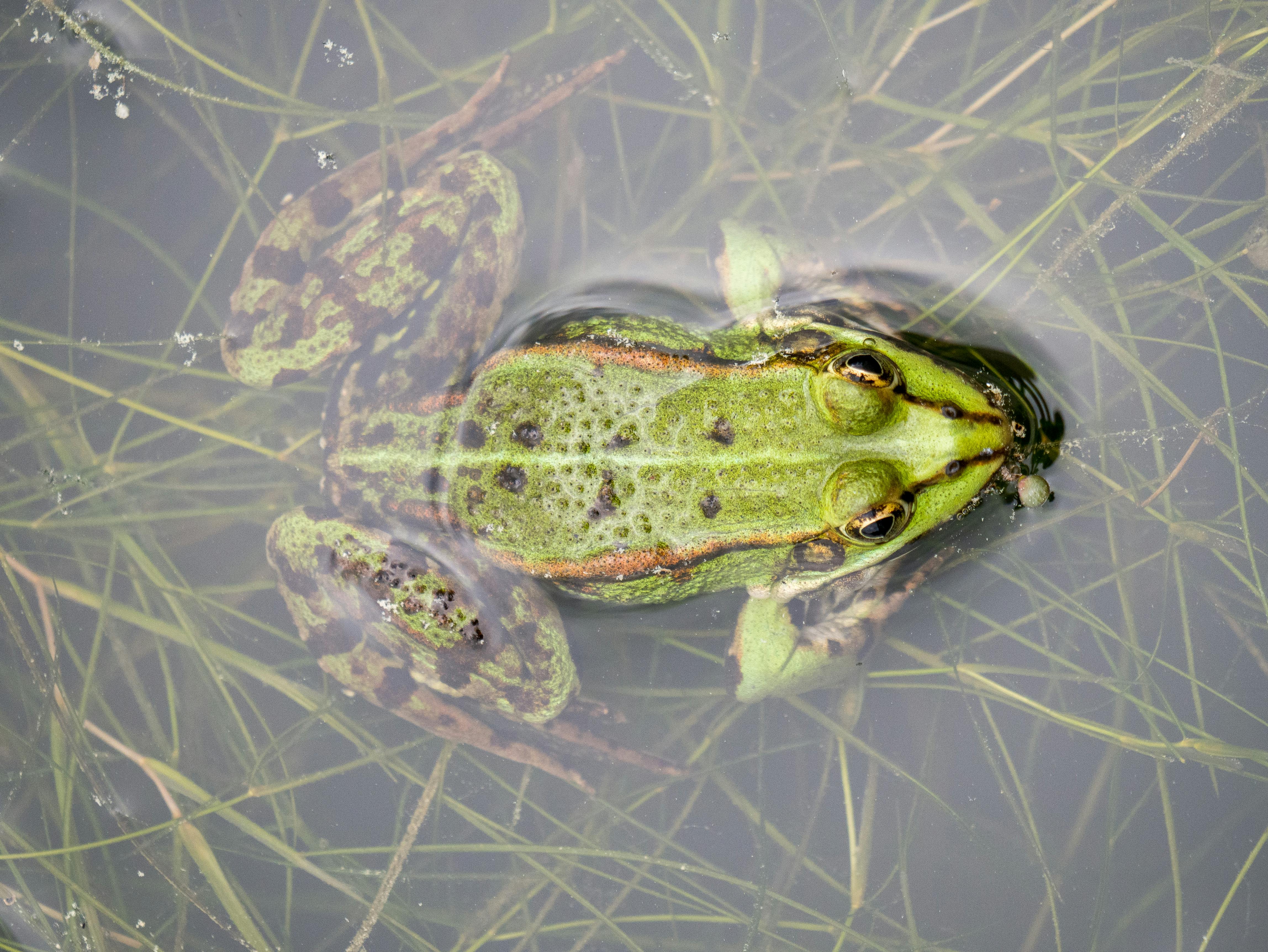 Frog in a Swamp · Free Stock Photo