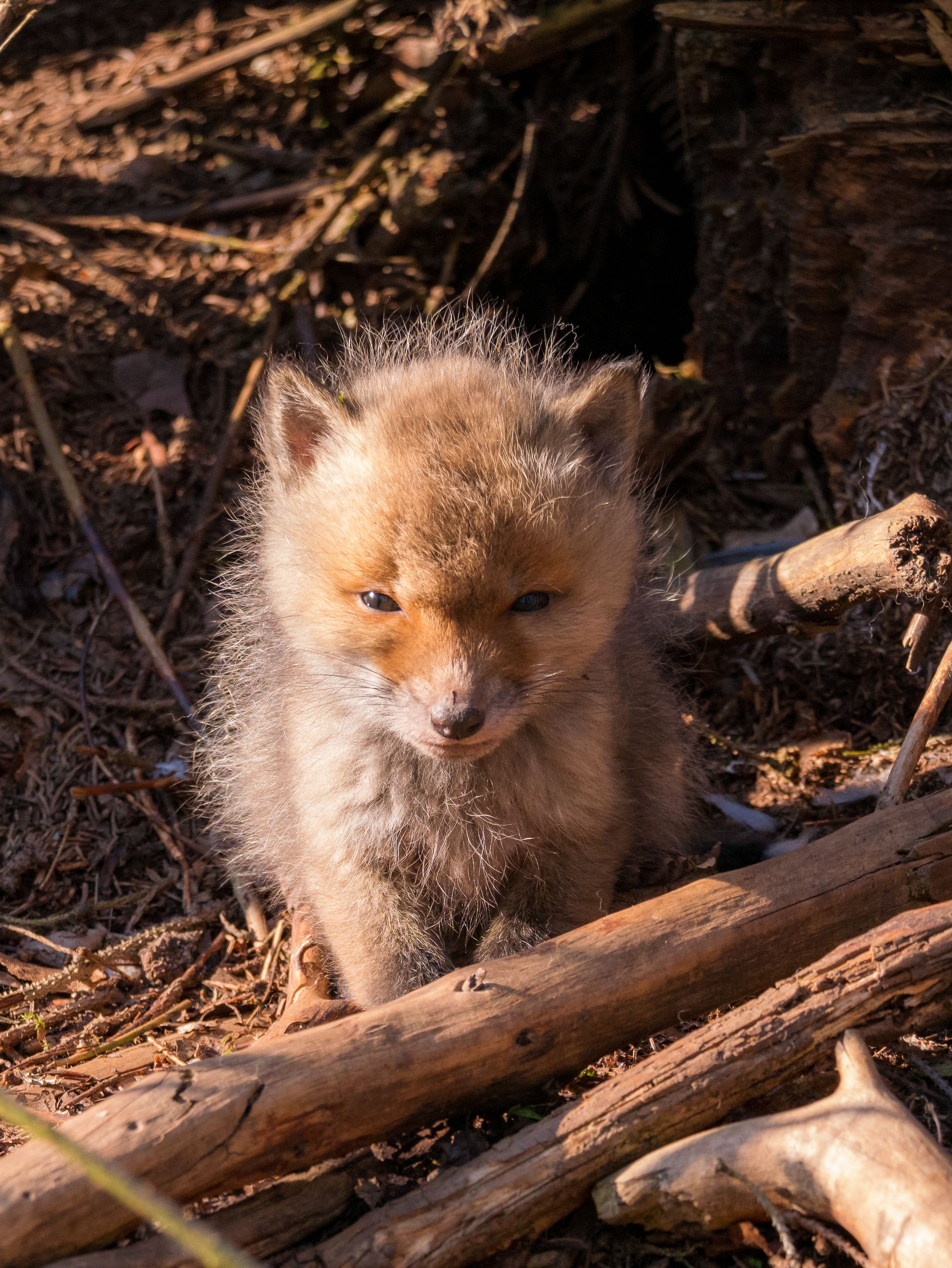 Fuchsbaby · Foto de stock gratuita
