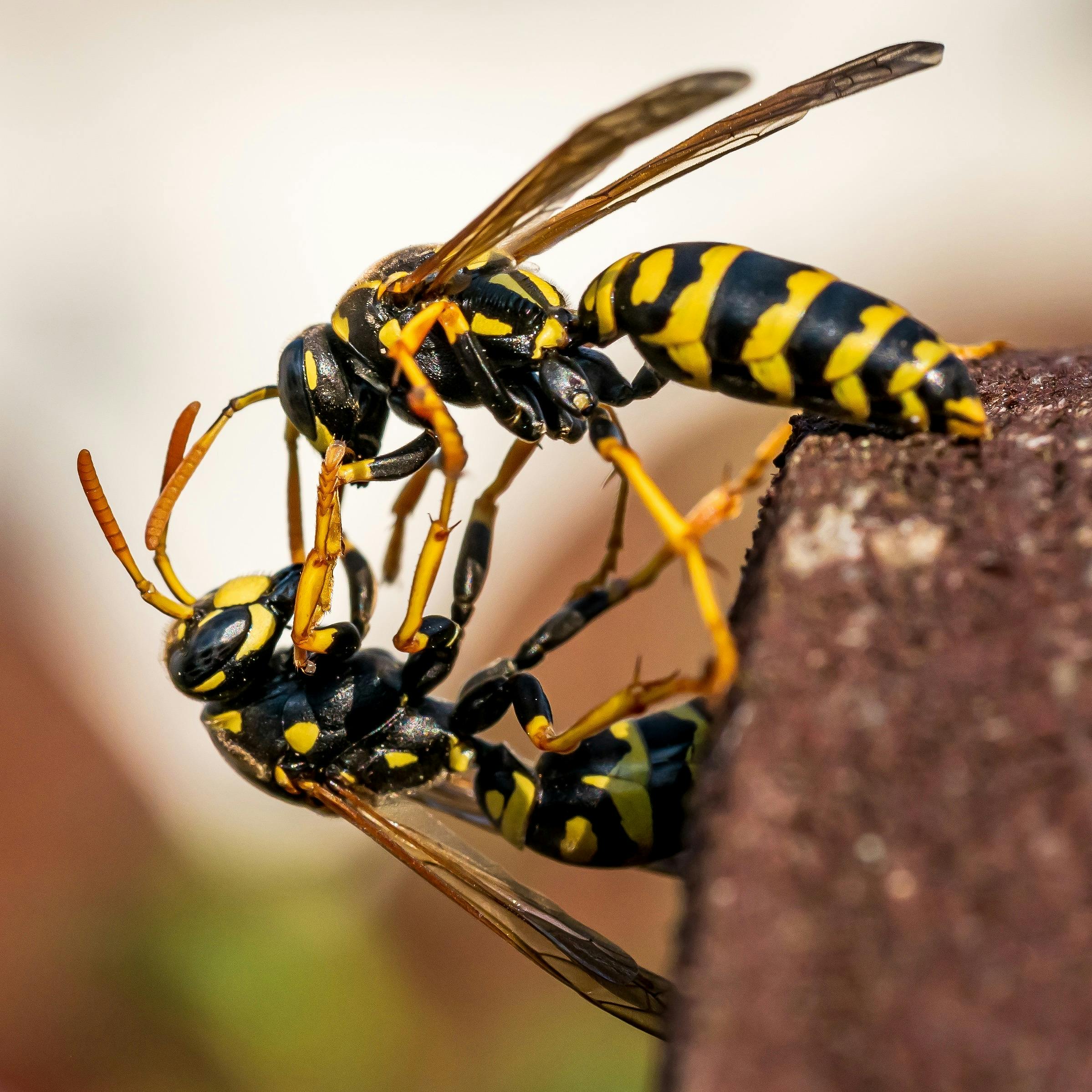 Wasps on Rock · Free Stock Photo