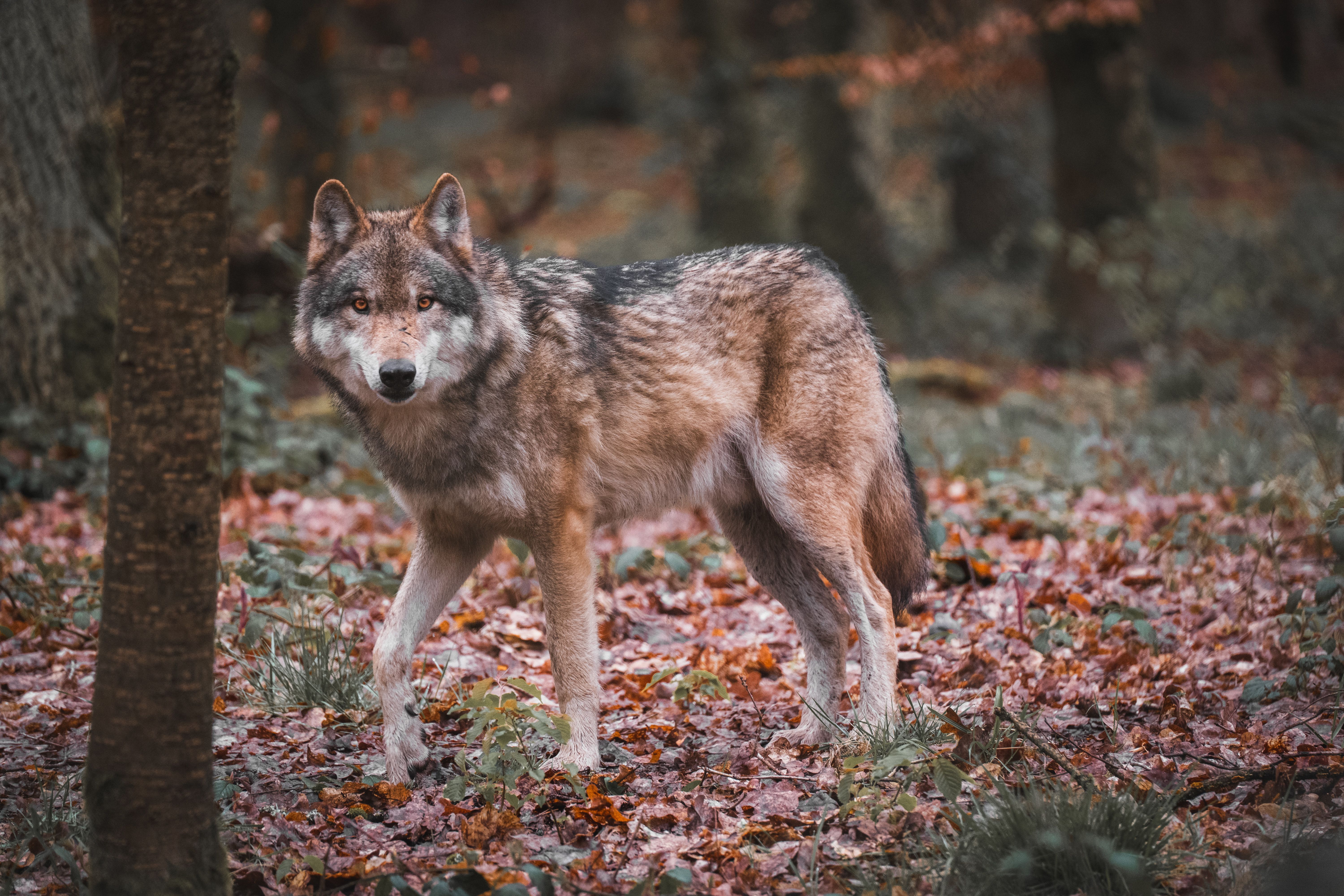 Brown Wolf Standing on Green Grass · Free Stock Photo