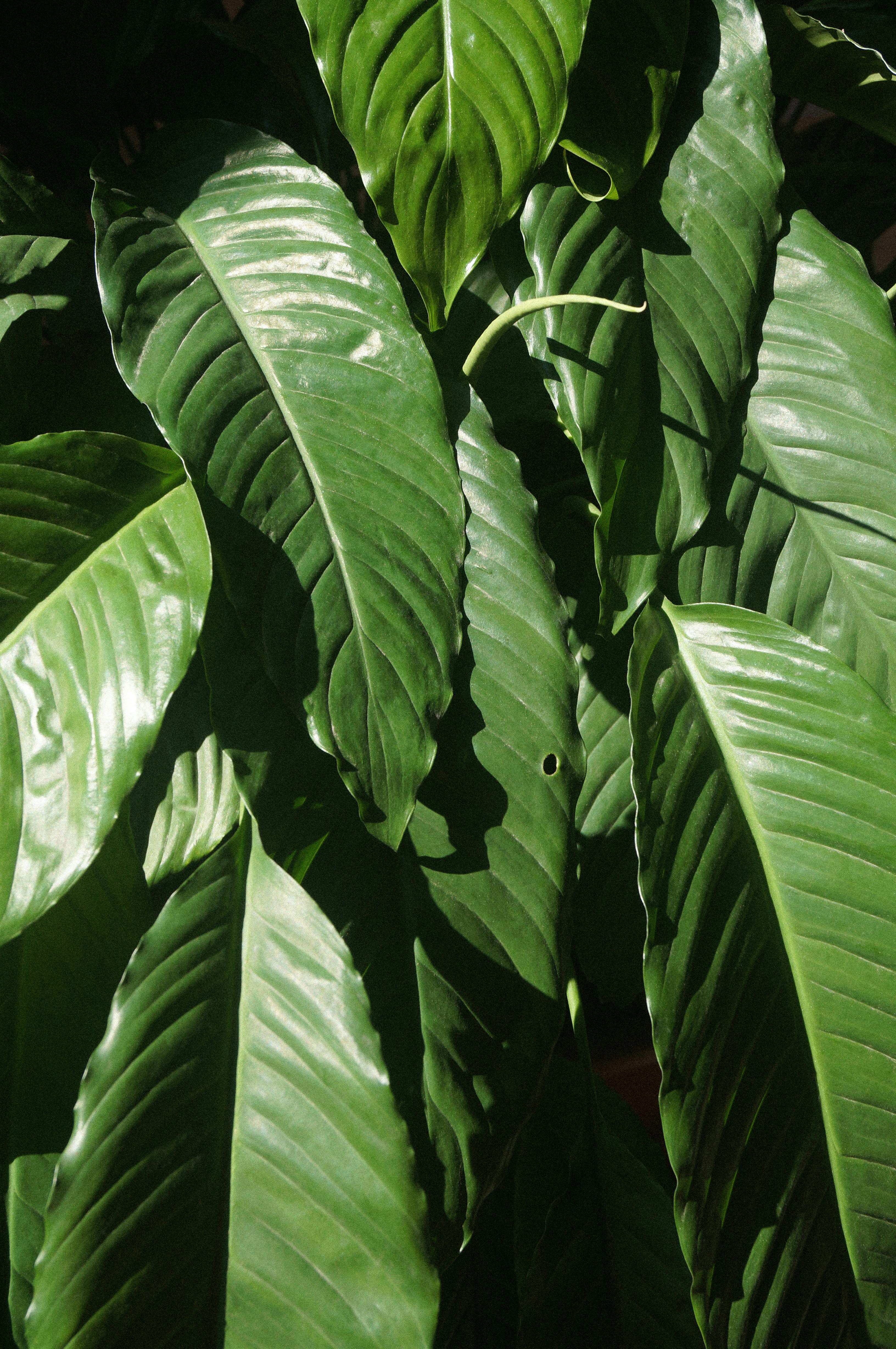 Green Leaf Plant · Free Stock Photo