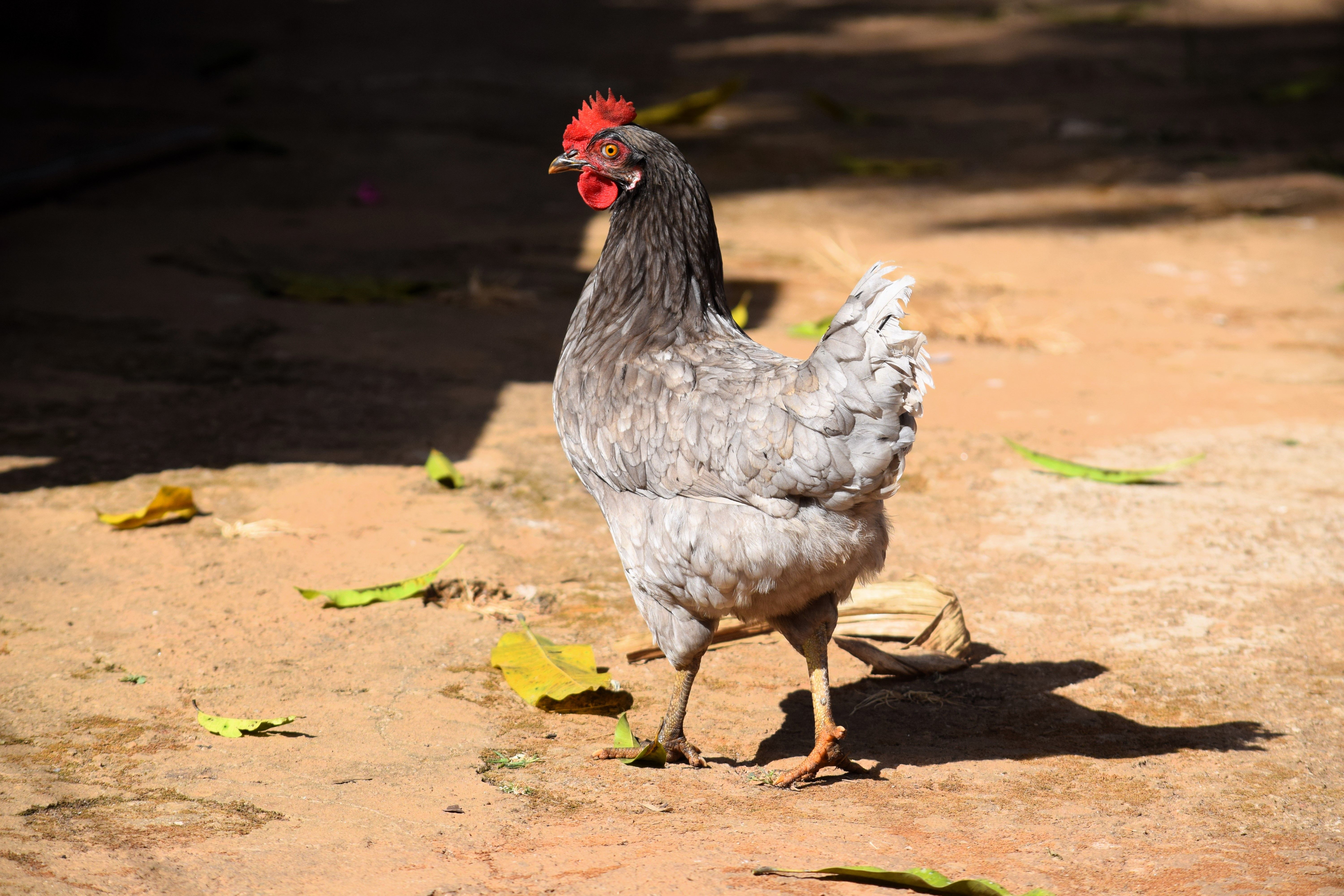 Foto stok gratis tentang agrikultura, alam, alami, alexania, amerika ...