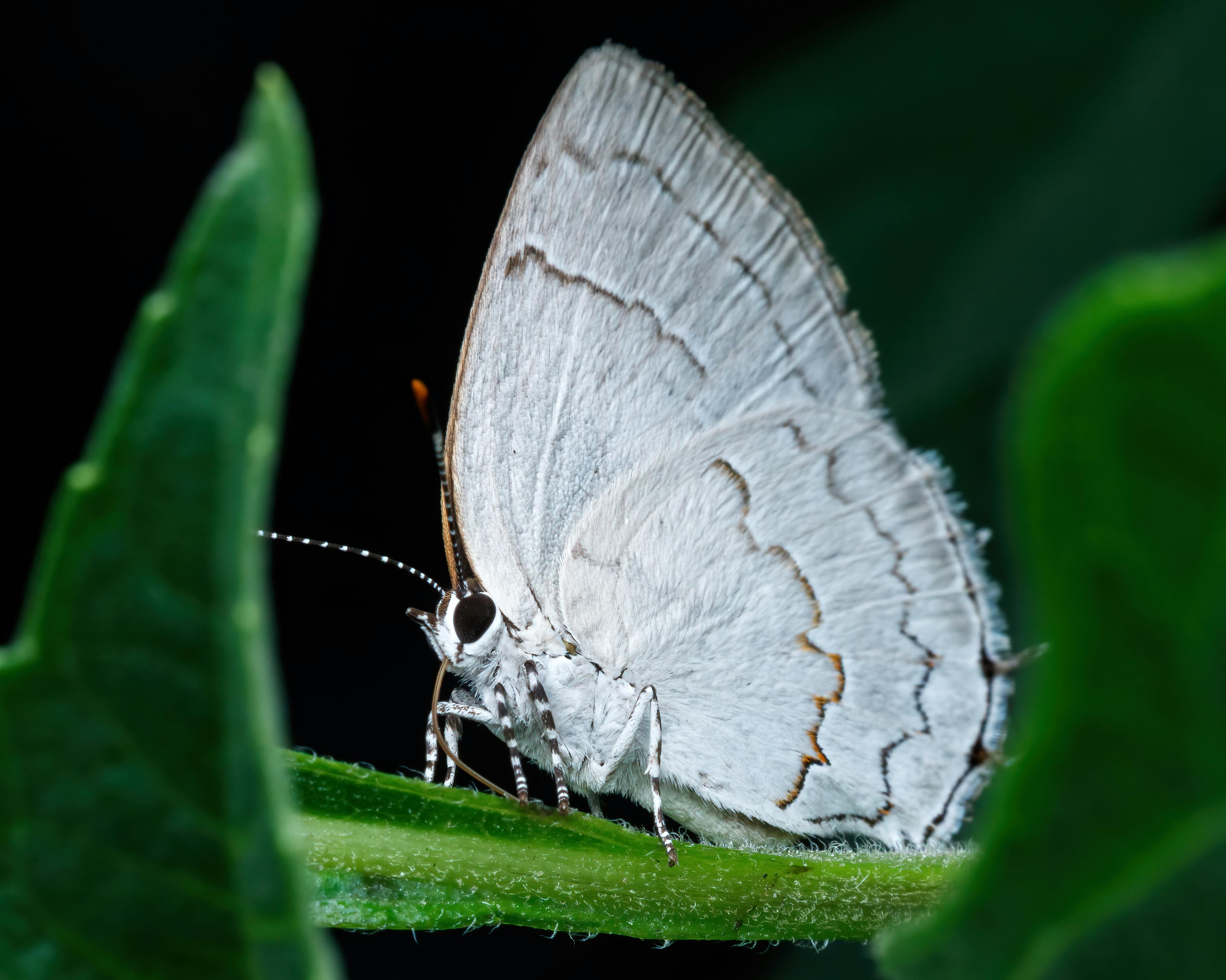 Selective Focus of Tajuria Butterfly · Free Stock Photo