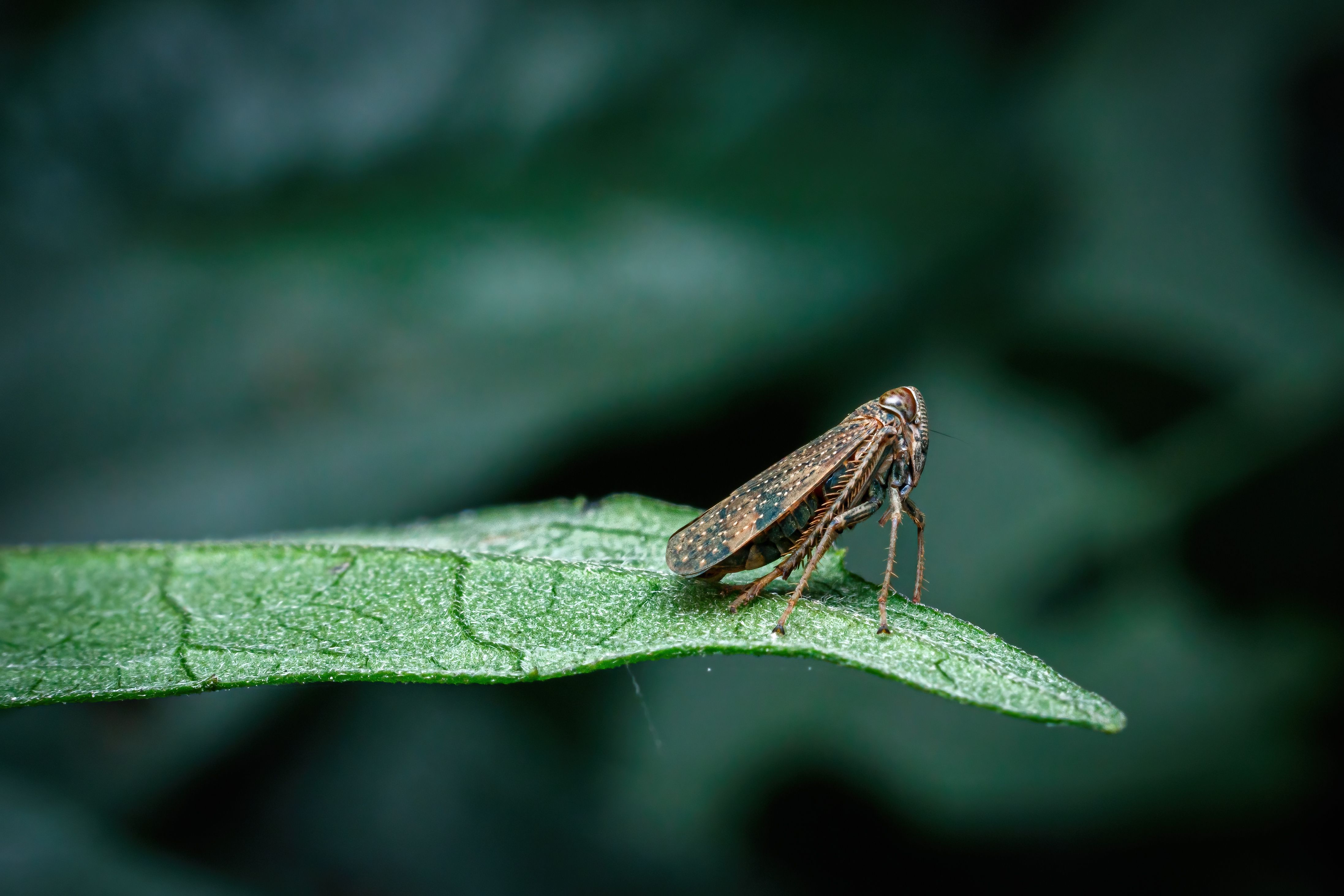 A small insect sitting on a leaf · Free Stock Photo