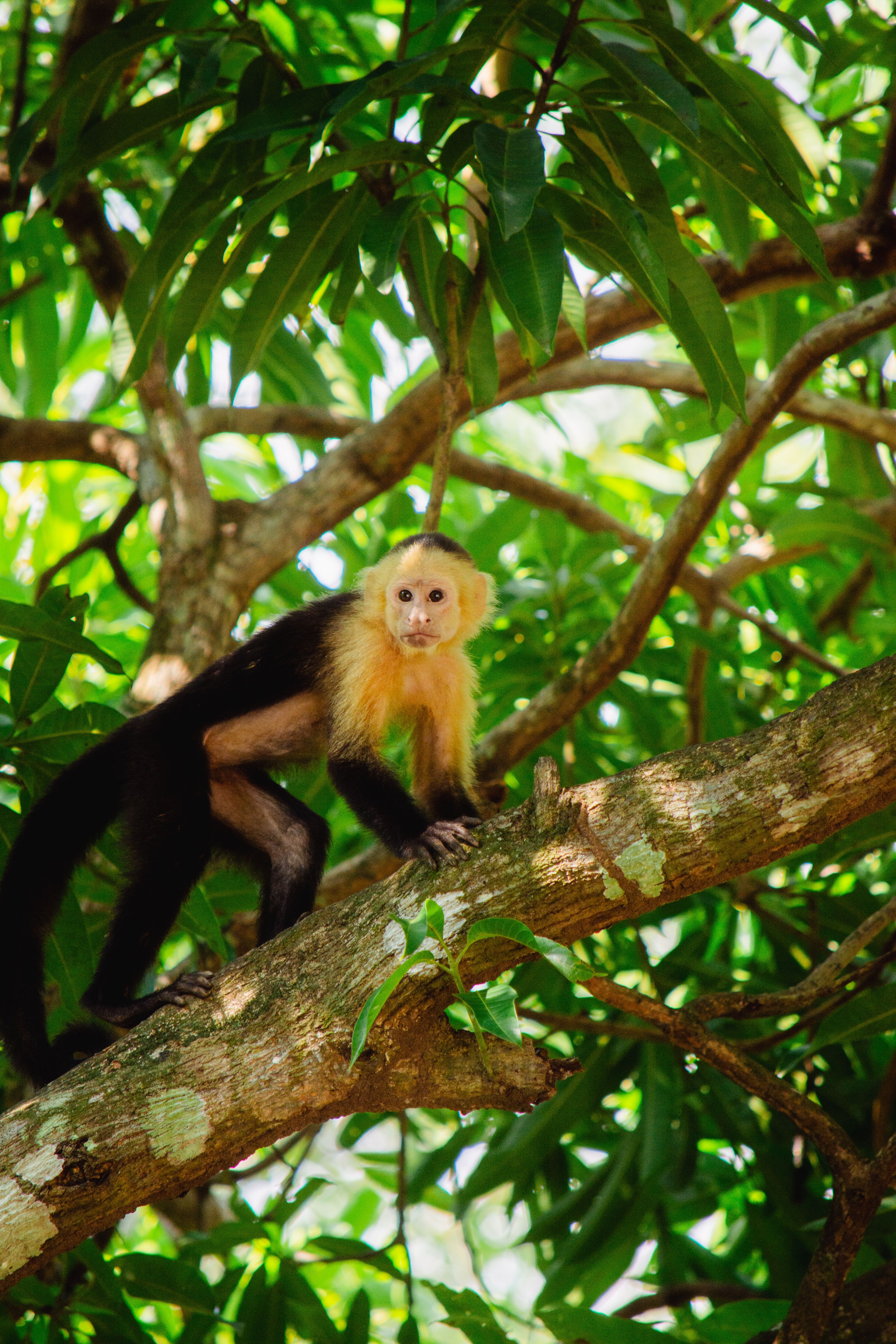 A white faced monkey is sitting on a tree branch · Free Stock Photo