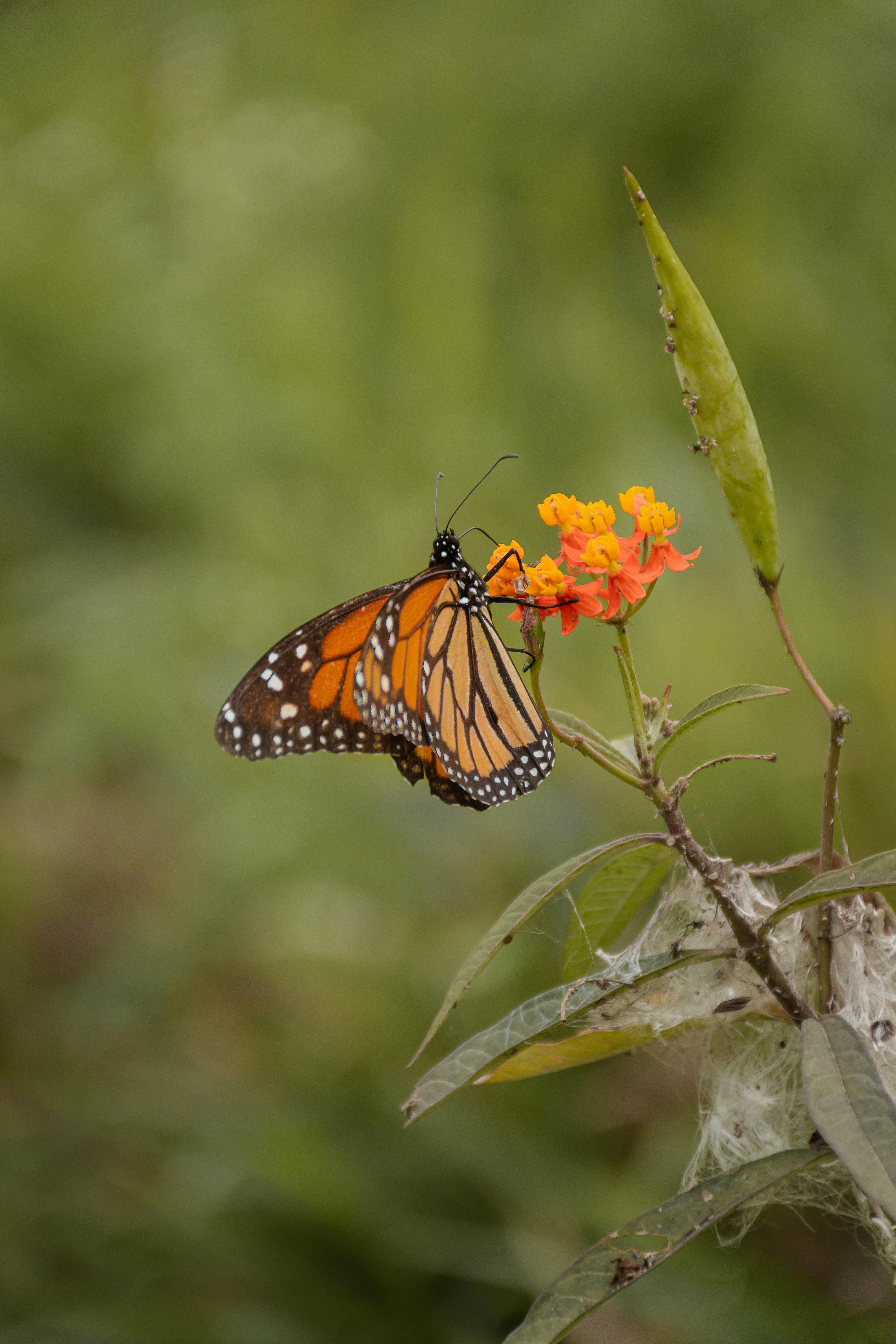 Foto de stock gratuita sobre al aire libre, ala, amazonas, asclepias ...