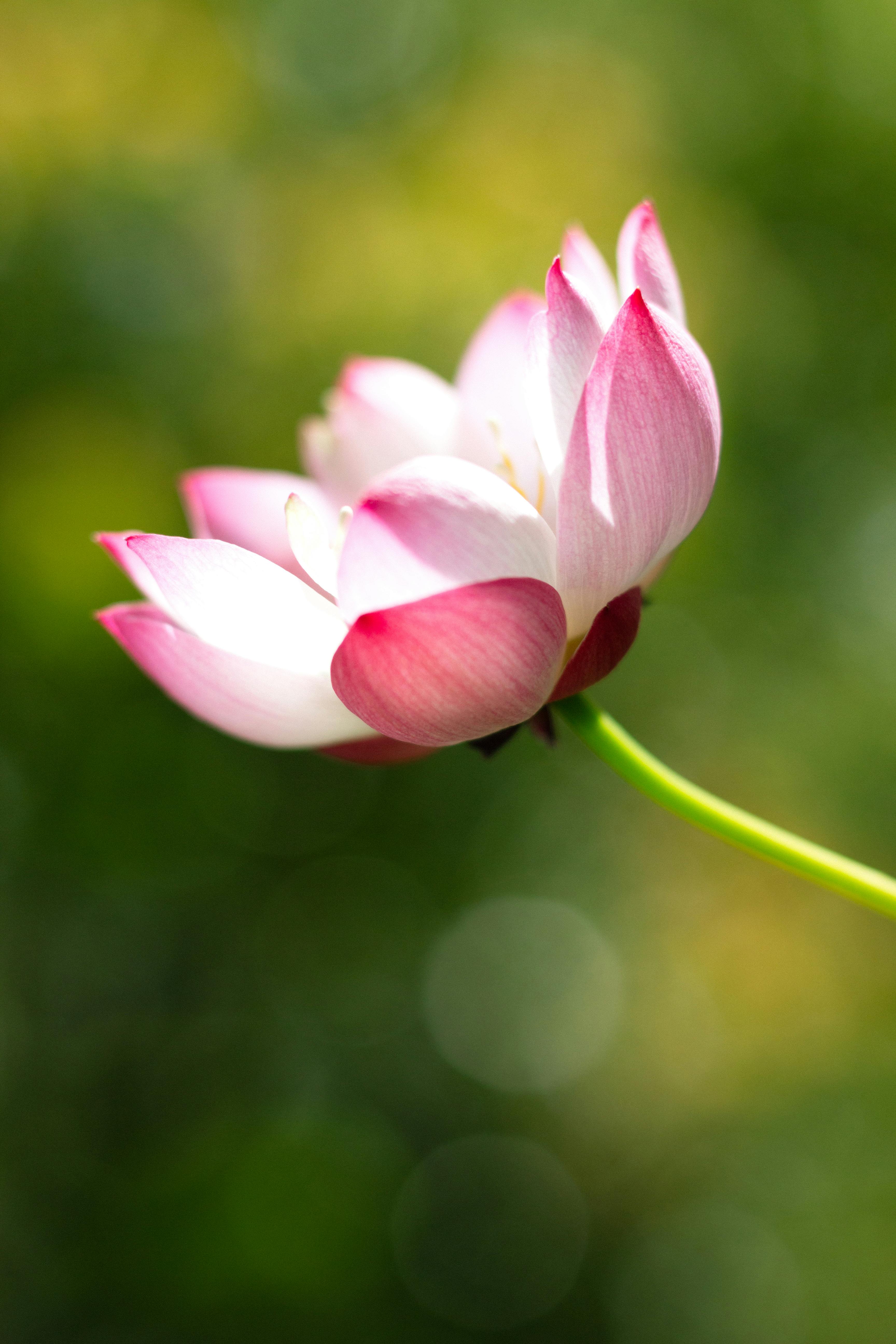 Pink Multi Petaled Flower Near Green Leaf · Free Stock Photo