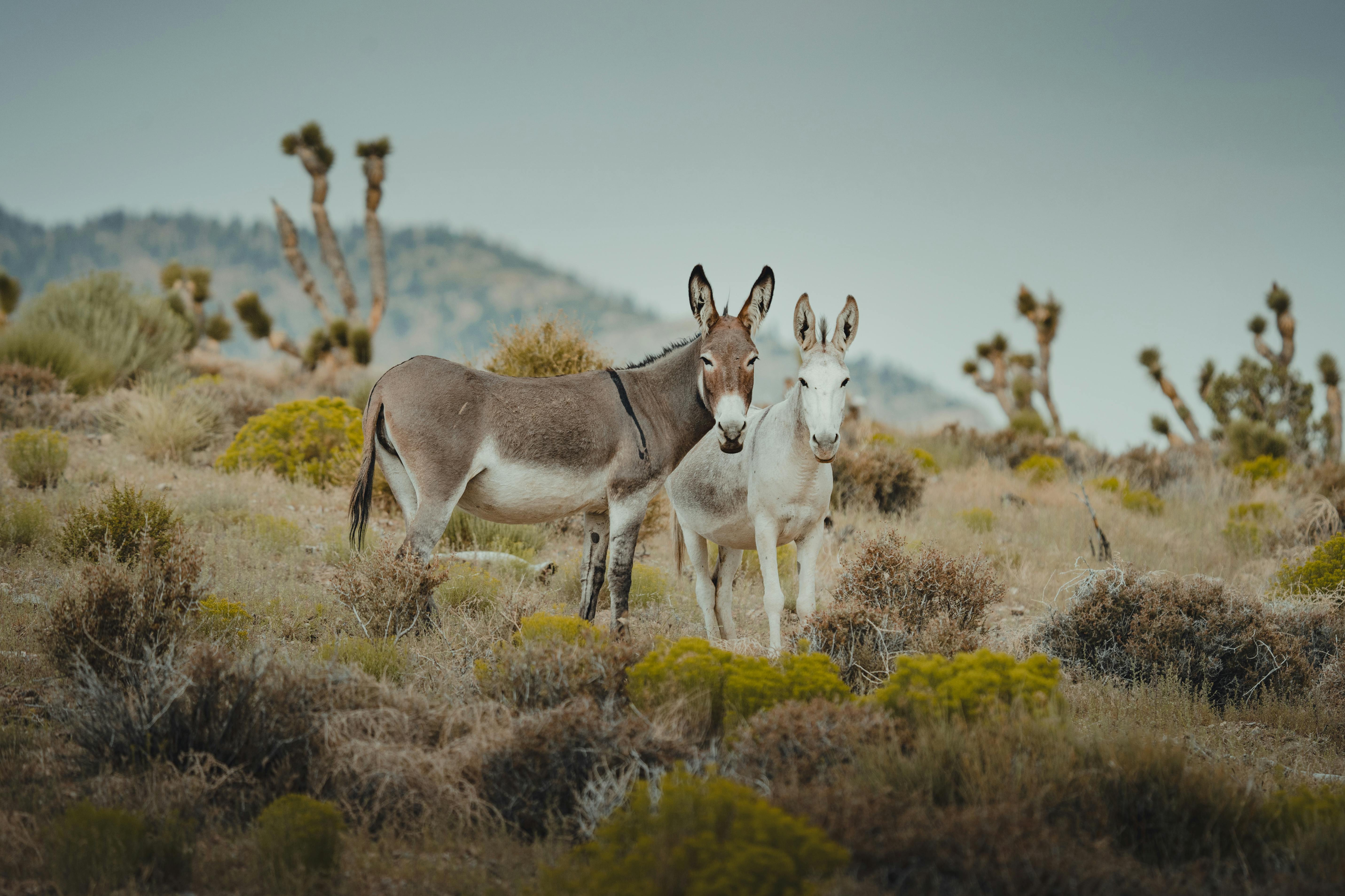 Donkeys at Field · Free Stock Photo