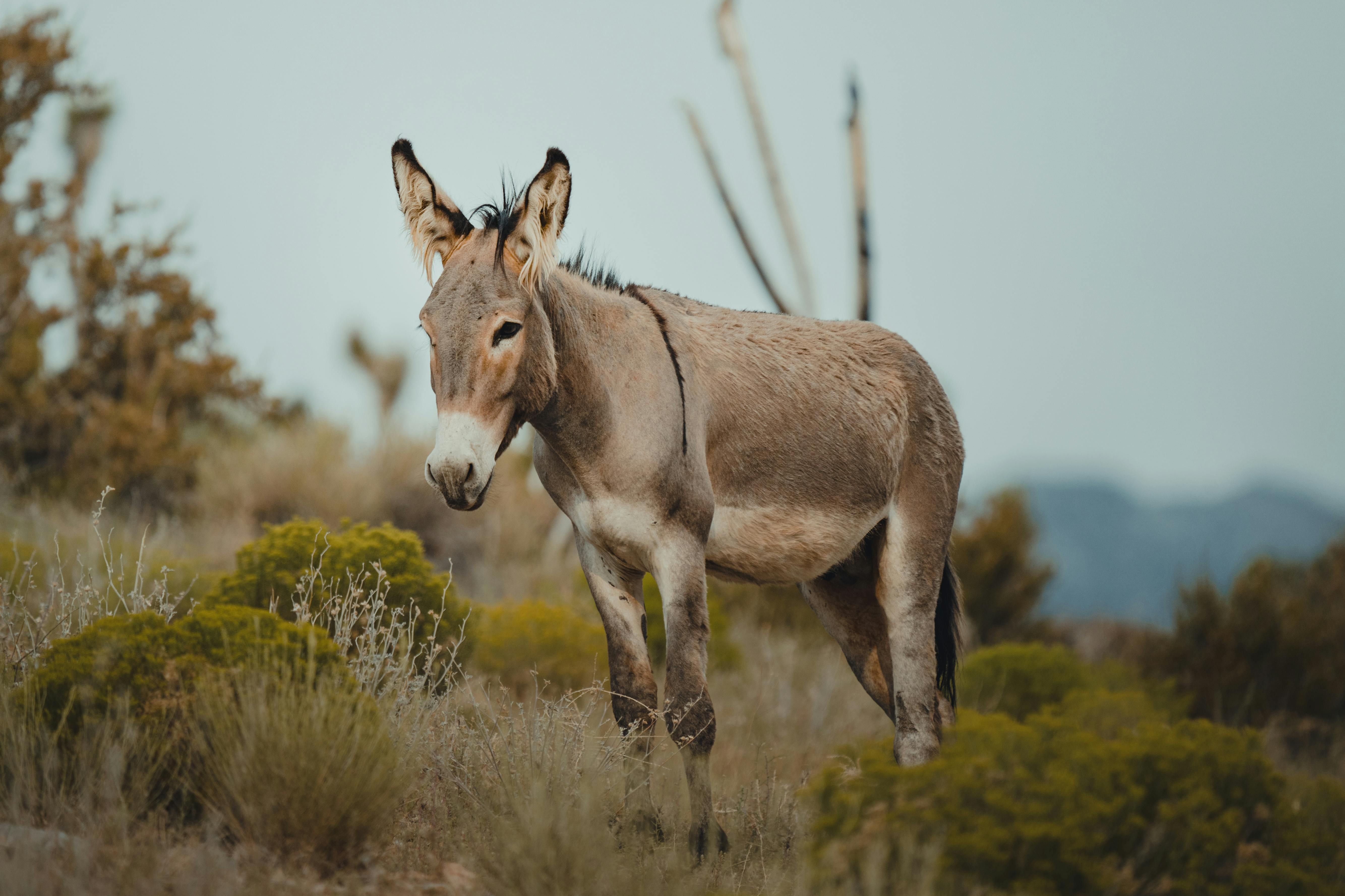 Donkey on Meadow · Free Stock Photo
