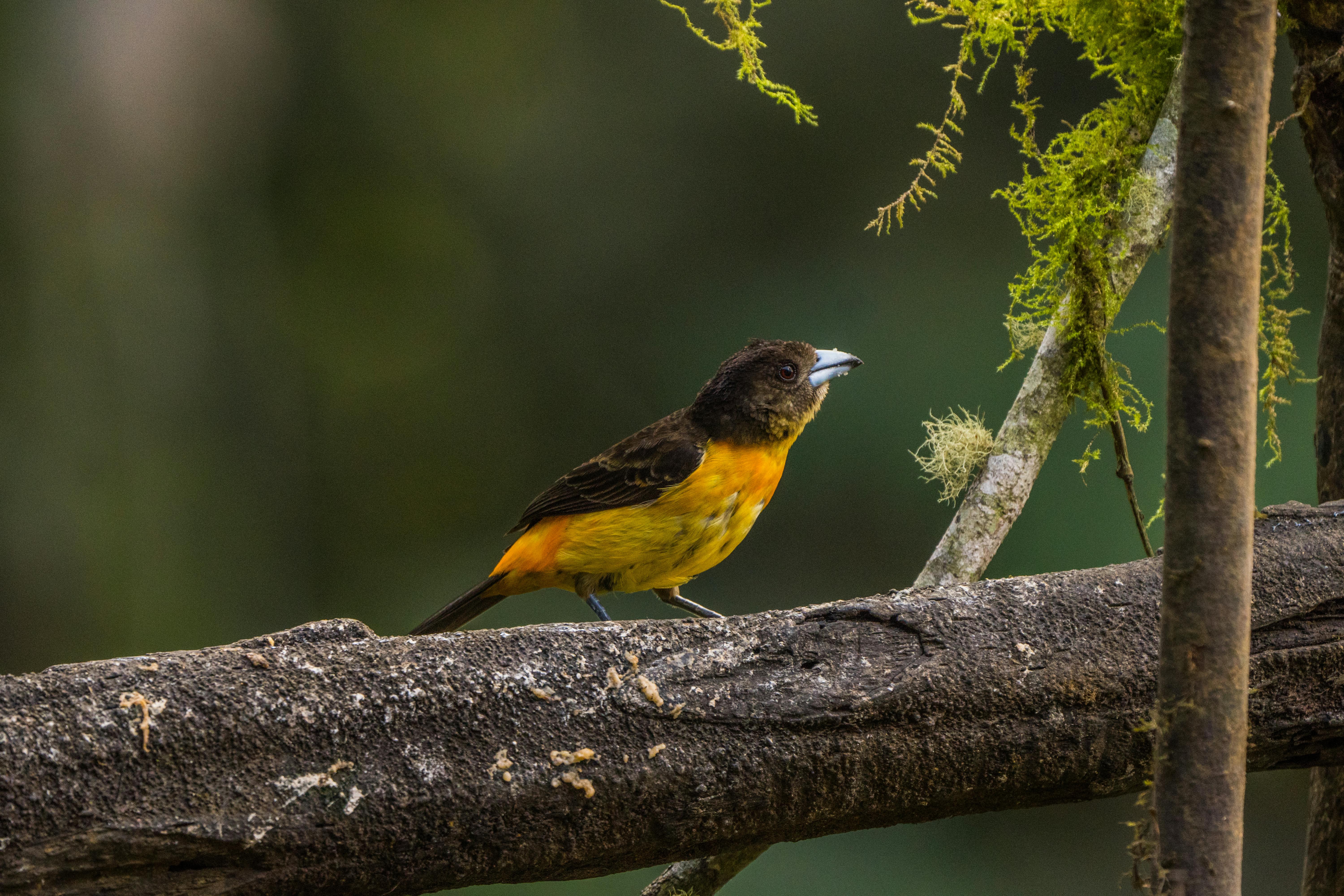 Flame-rumped Tanager Bird · Free Stock Photo