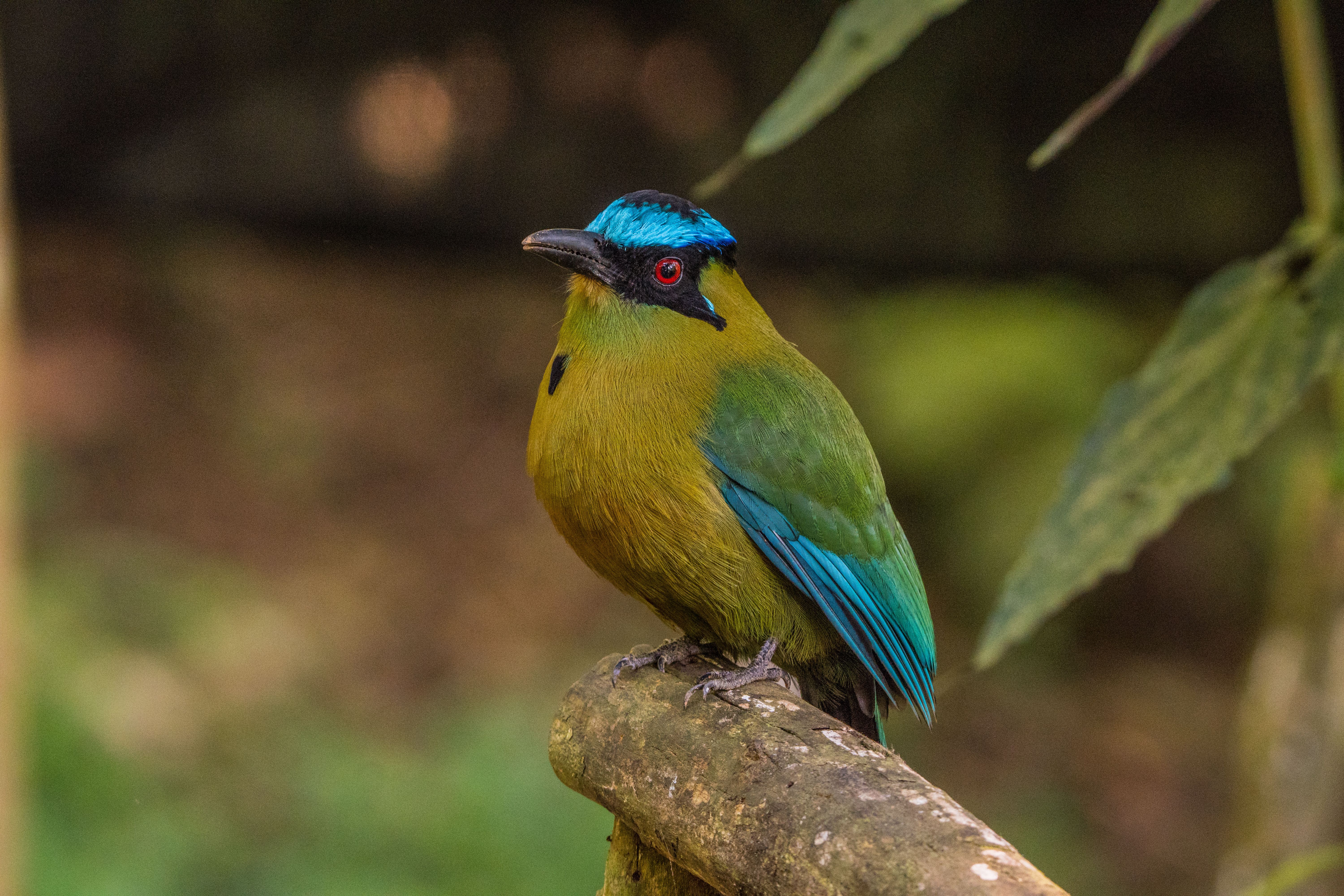 Turquoise Browed Motmot: Easy Guide to This Bird