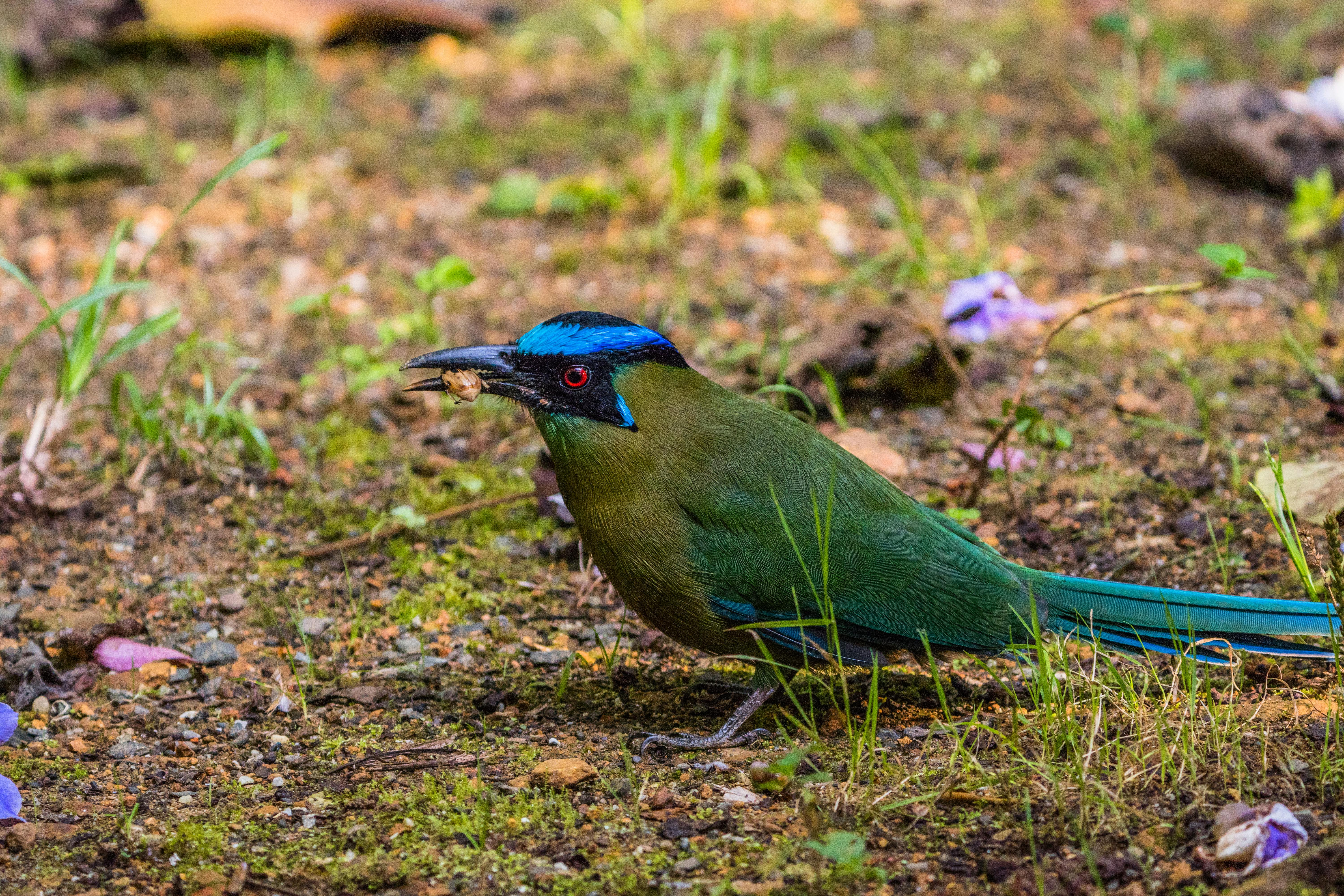 Amazonian Motmot Bird · Free Stock Photo