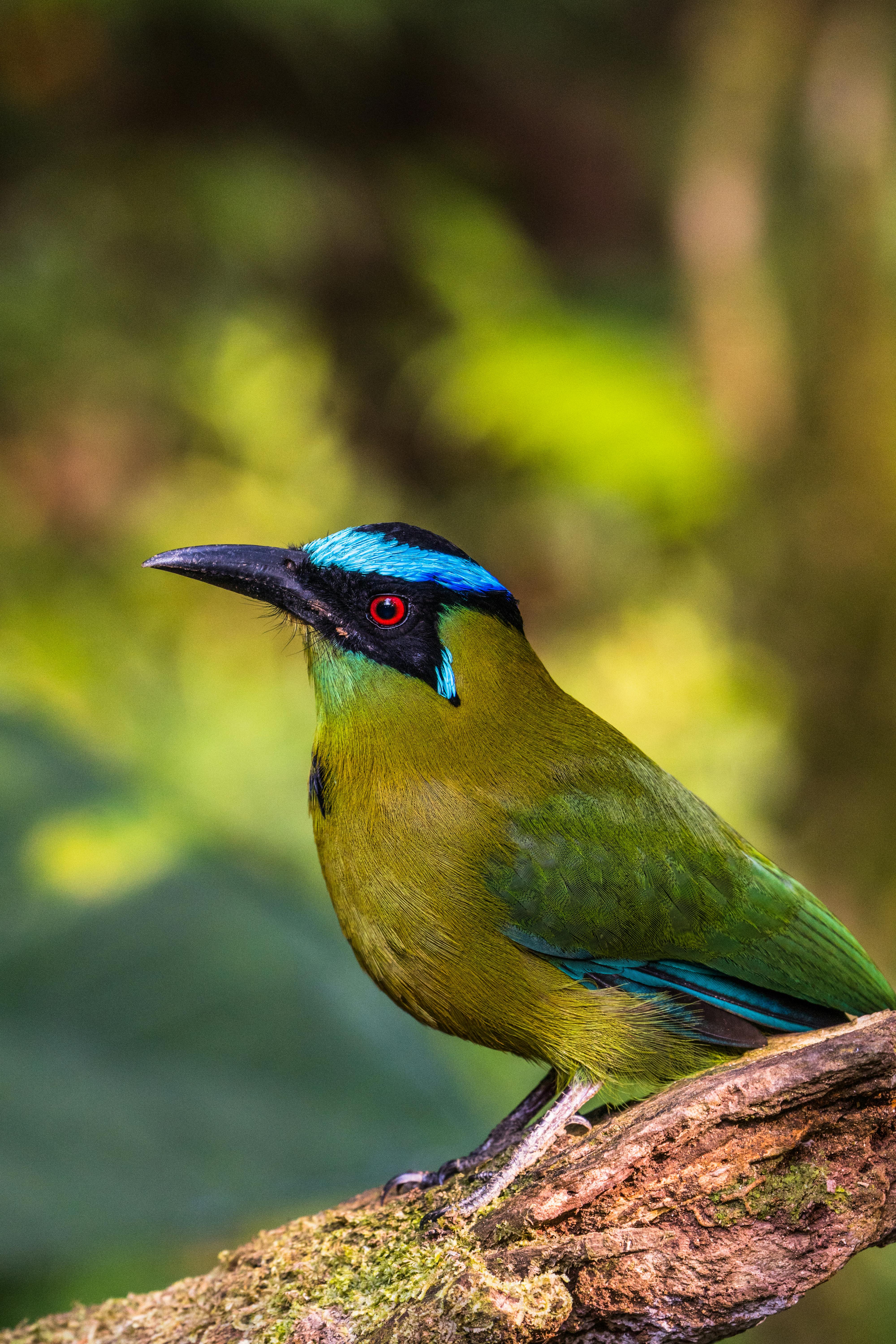 Amazonian Motmot Bird · Free Stock Photo