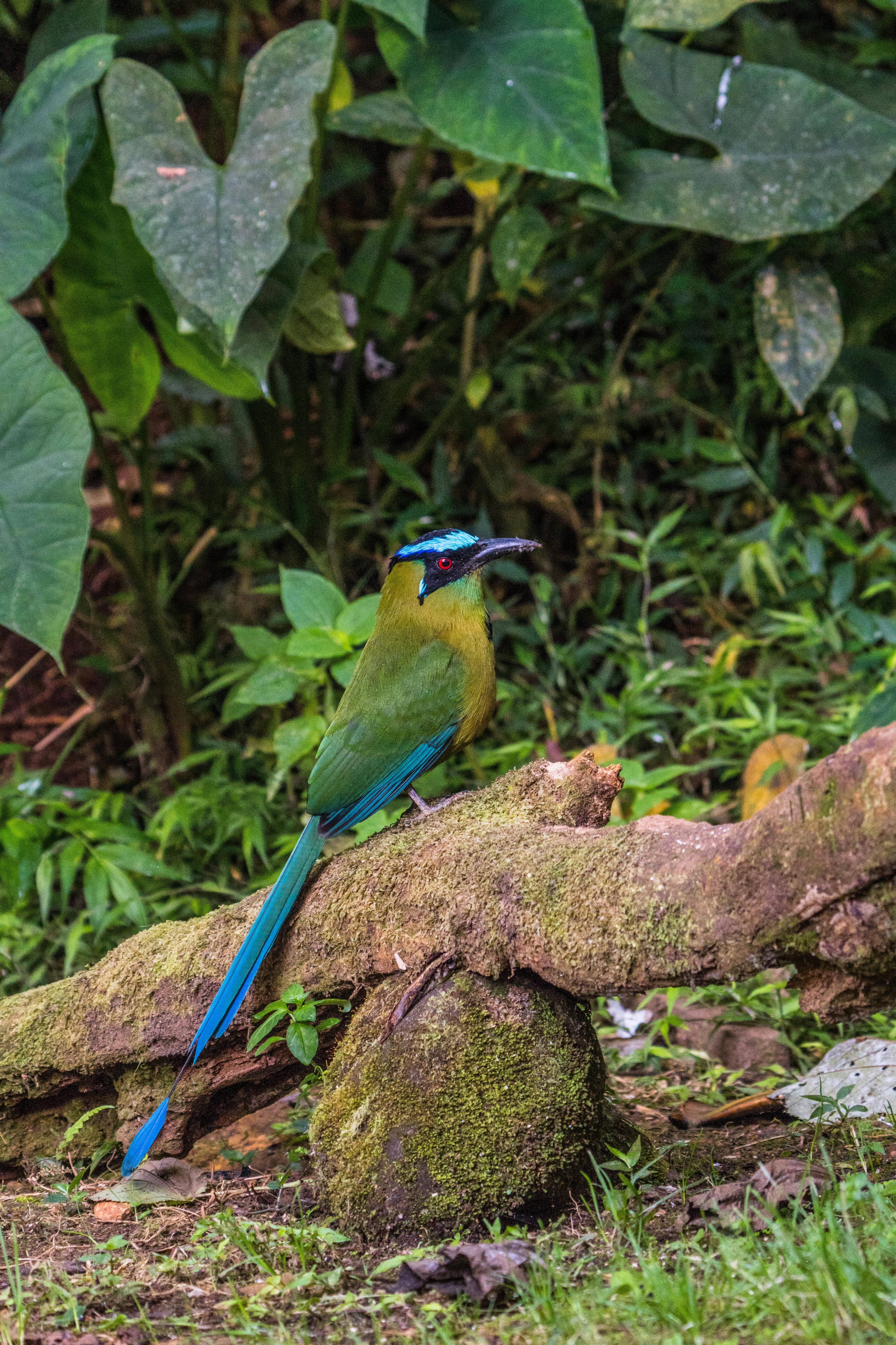 Amazonian Motmot in Nature · Free Stock Photo