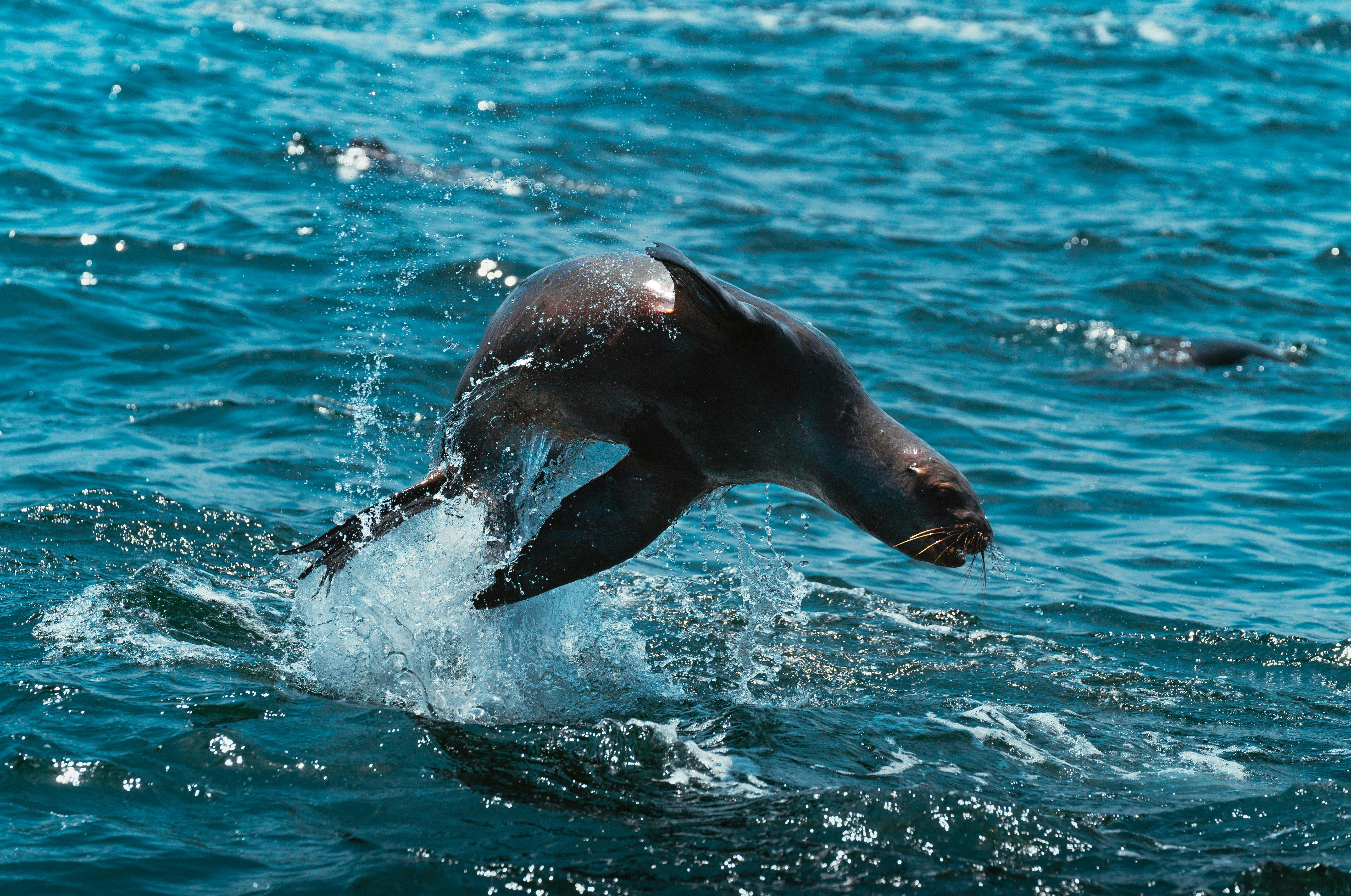 Seal Jumping in Sea · Free Stock Photo