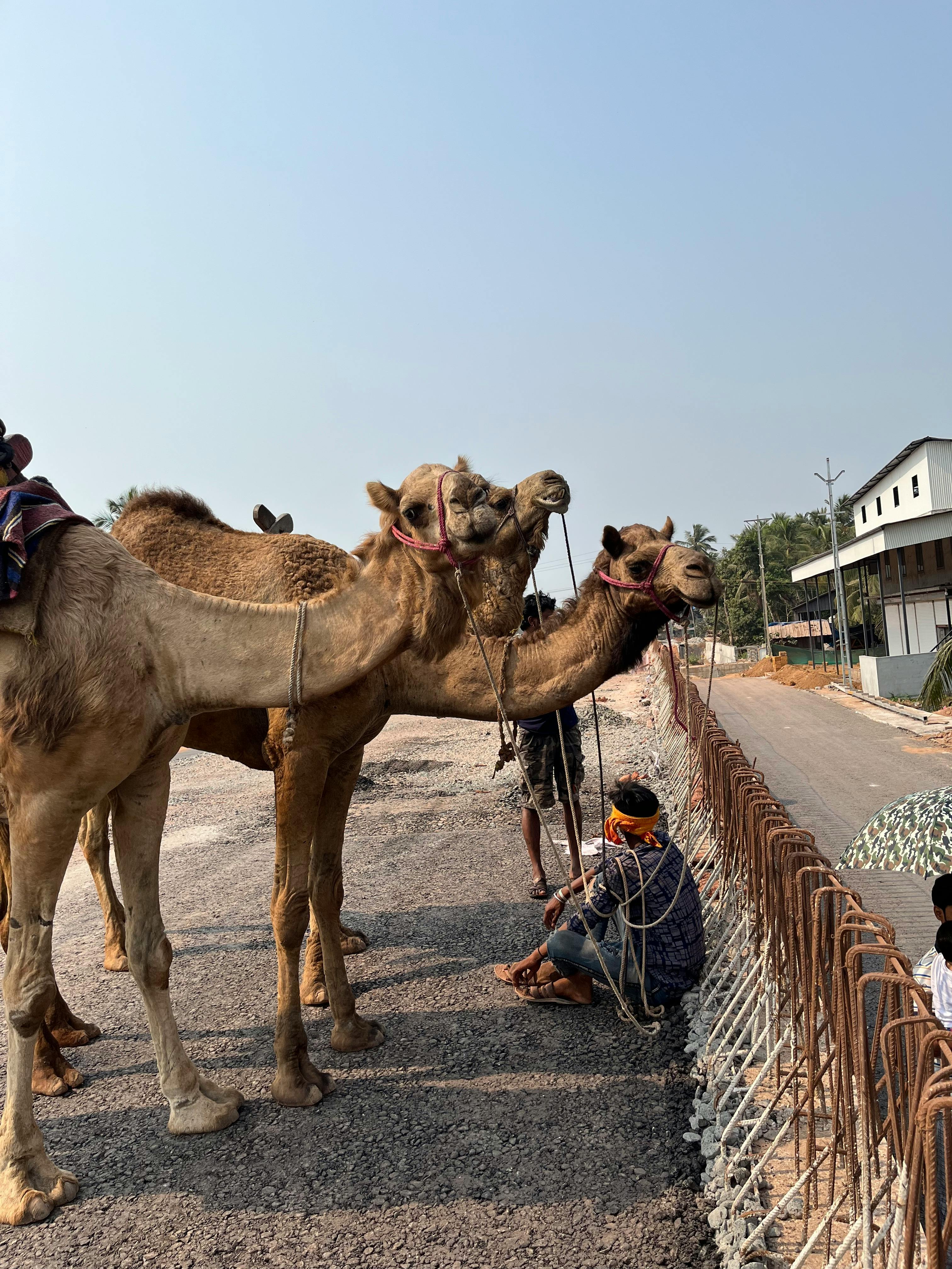 Camel owners in kathmandu, nepal, are struggling to make ends meet as ...