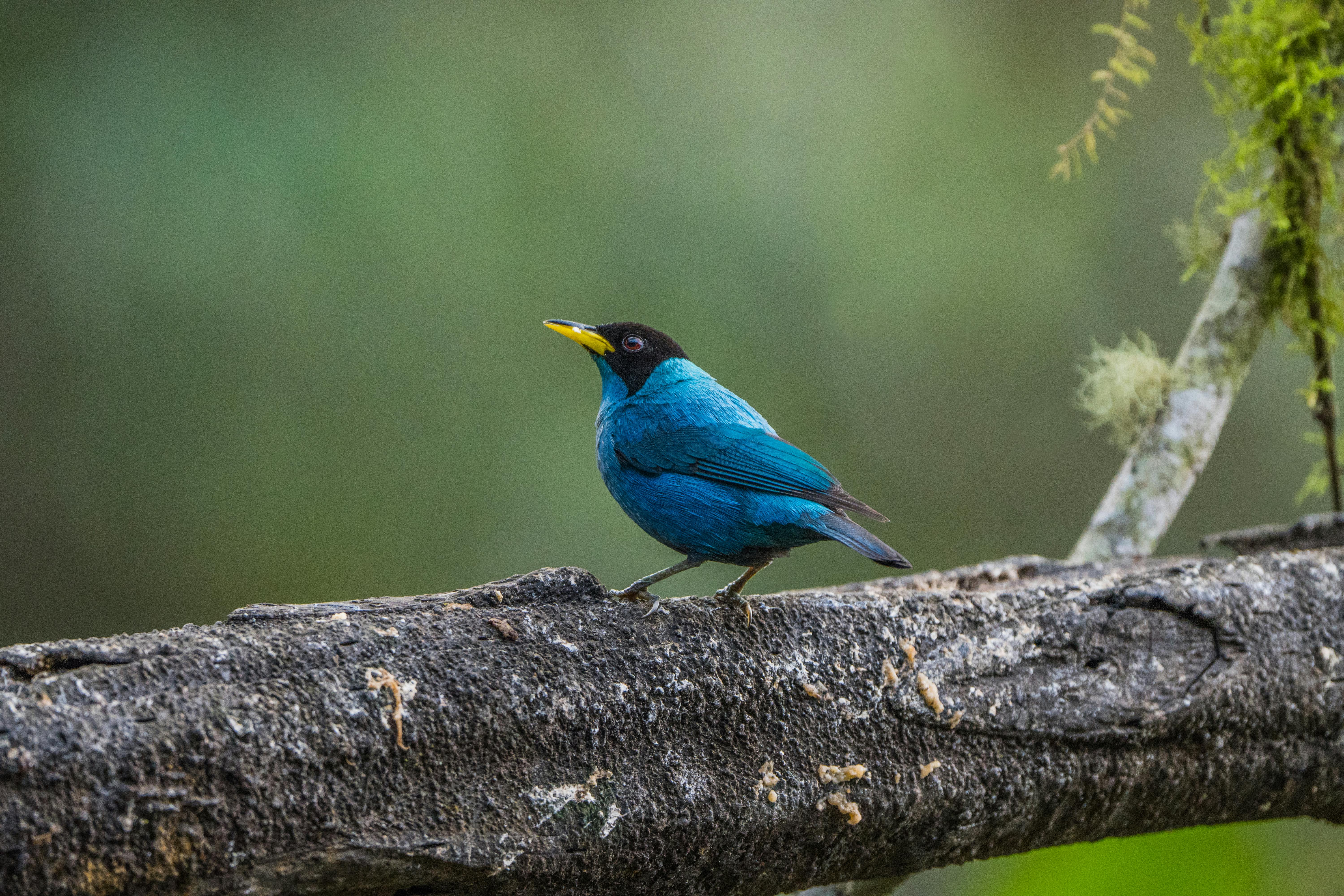 Blue Bird on Tree Branch · Free Stock Photo