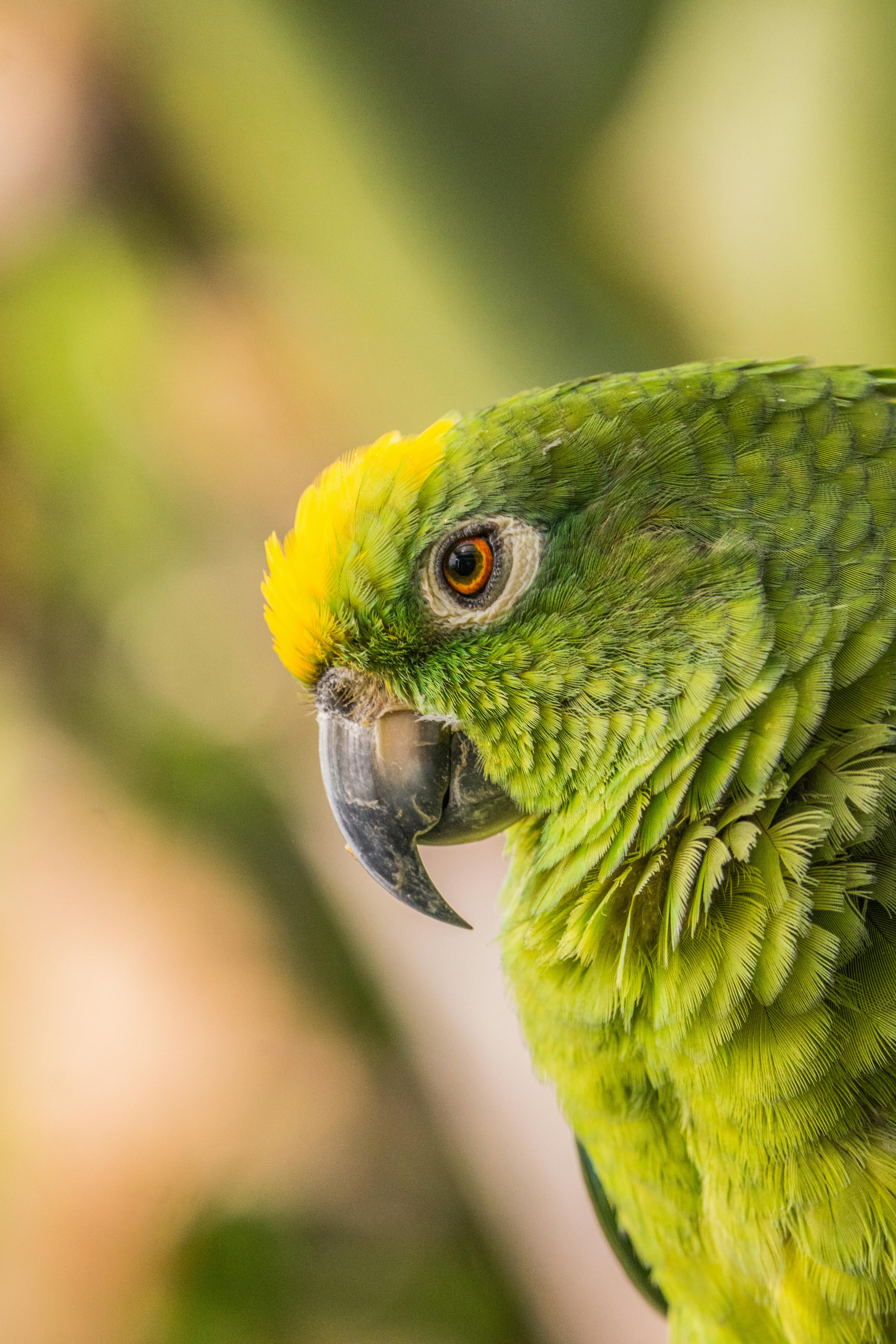 Loro · Foto profissional gratuita