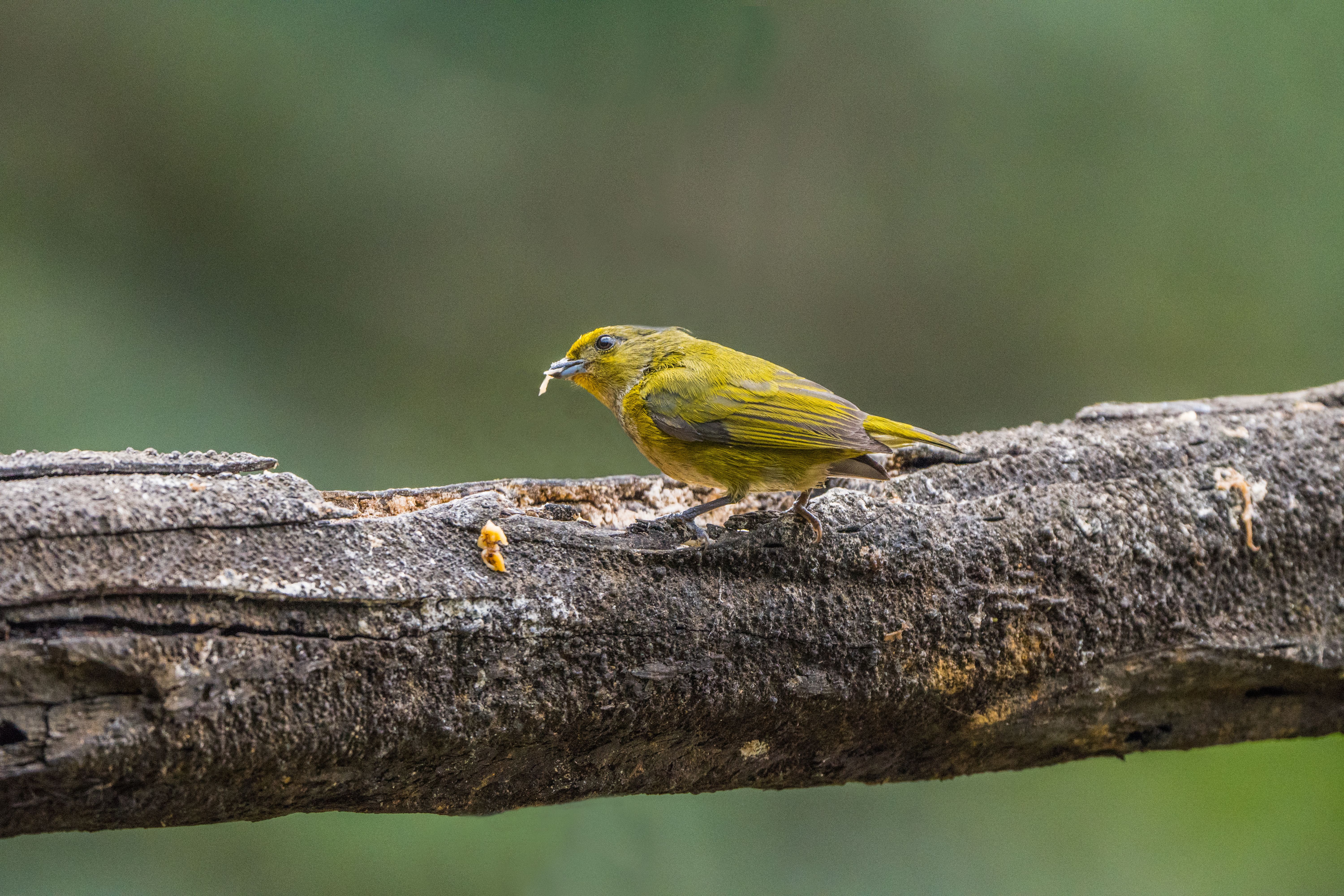 Yellow Bird on Tree Branch · Free Stock Photo